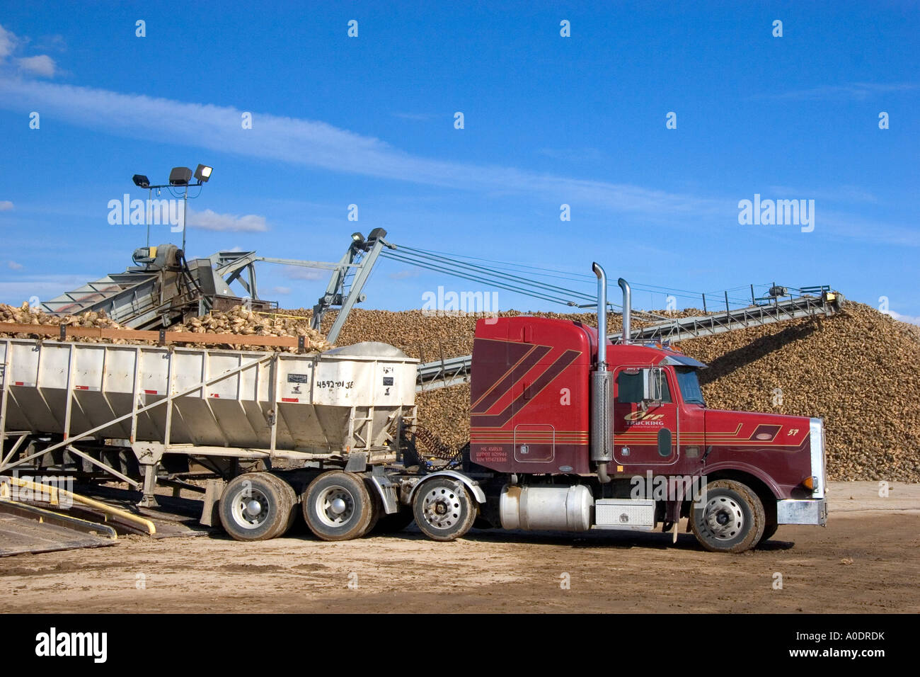 Trucks dump harvested sugar beets into collection piles in Mountain ...