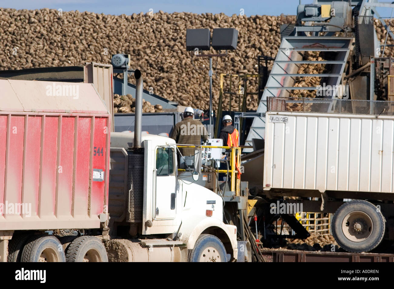 Trucks unload harvested sugar beets into collective piles at Mountain ...