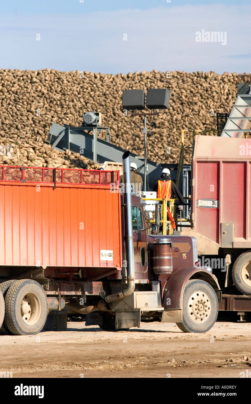 Trucks unload harvested sugar beets into collective piles at Mountain ...