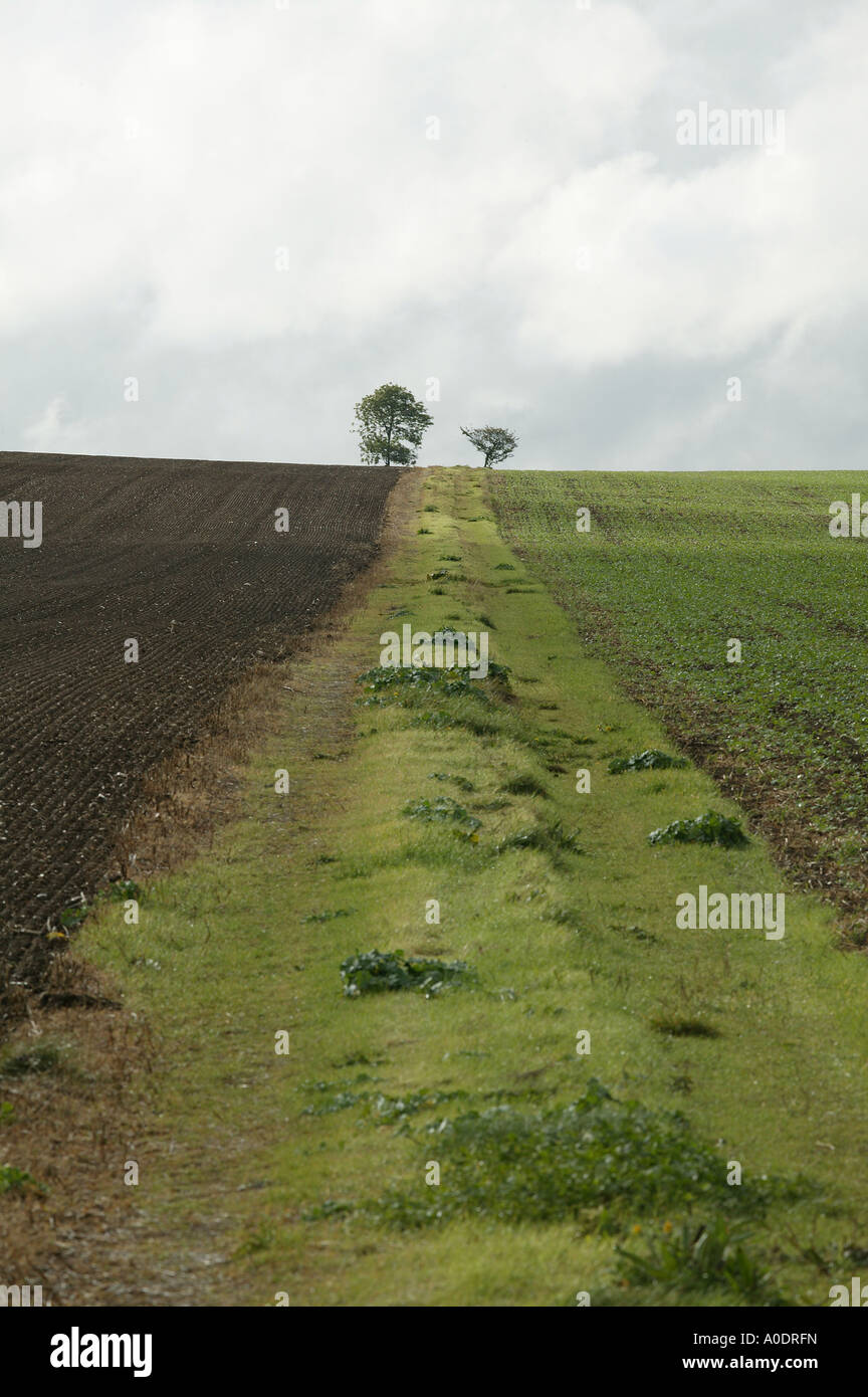 abstract farm track with two trees at the end A unique different ...