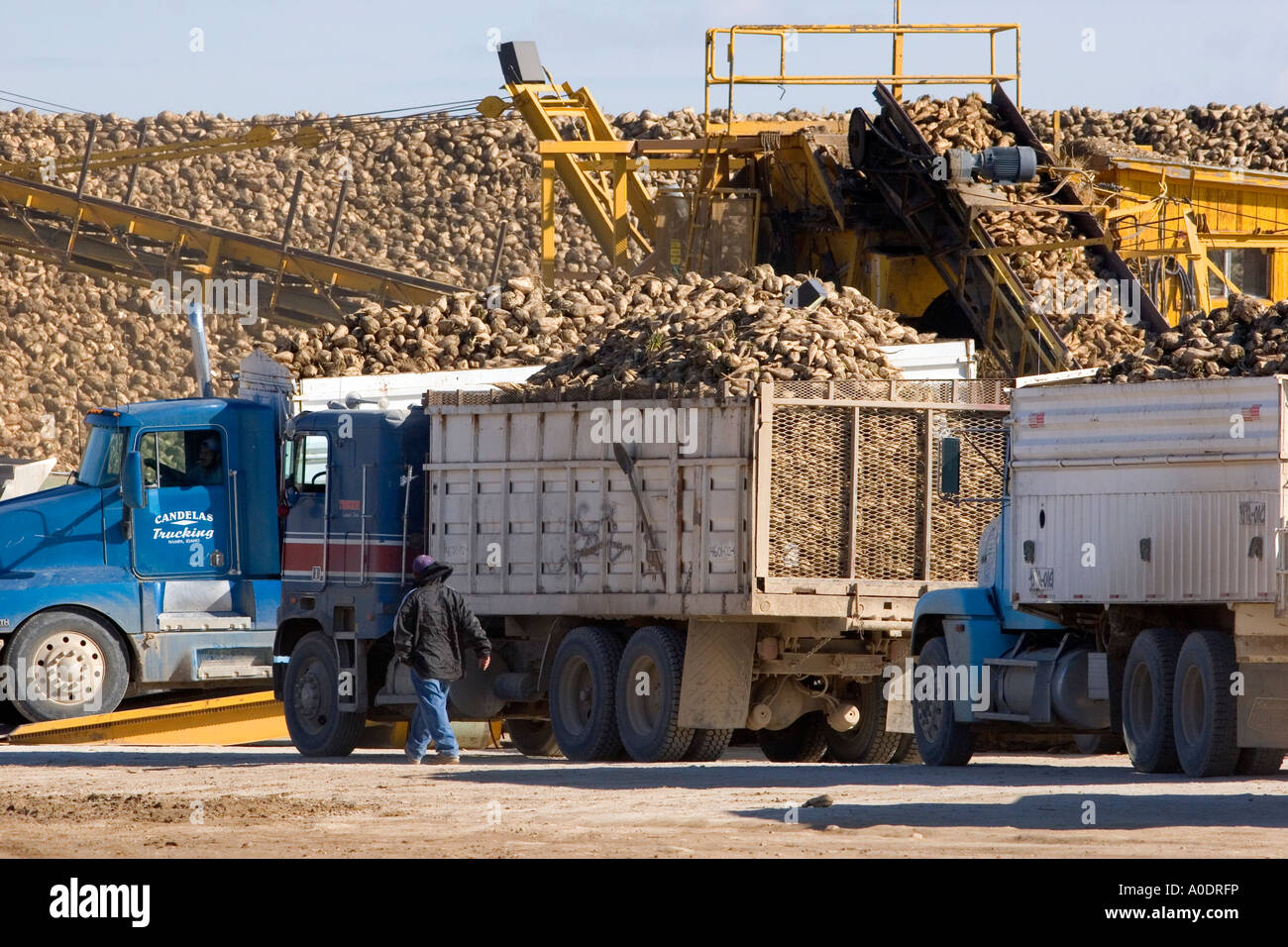 Trucks unloading harvested sugar beets into collective piles at ...