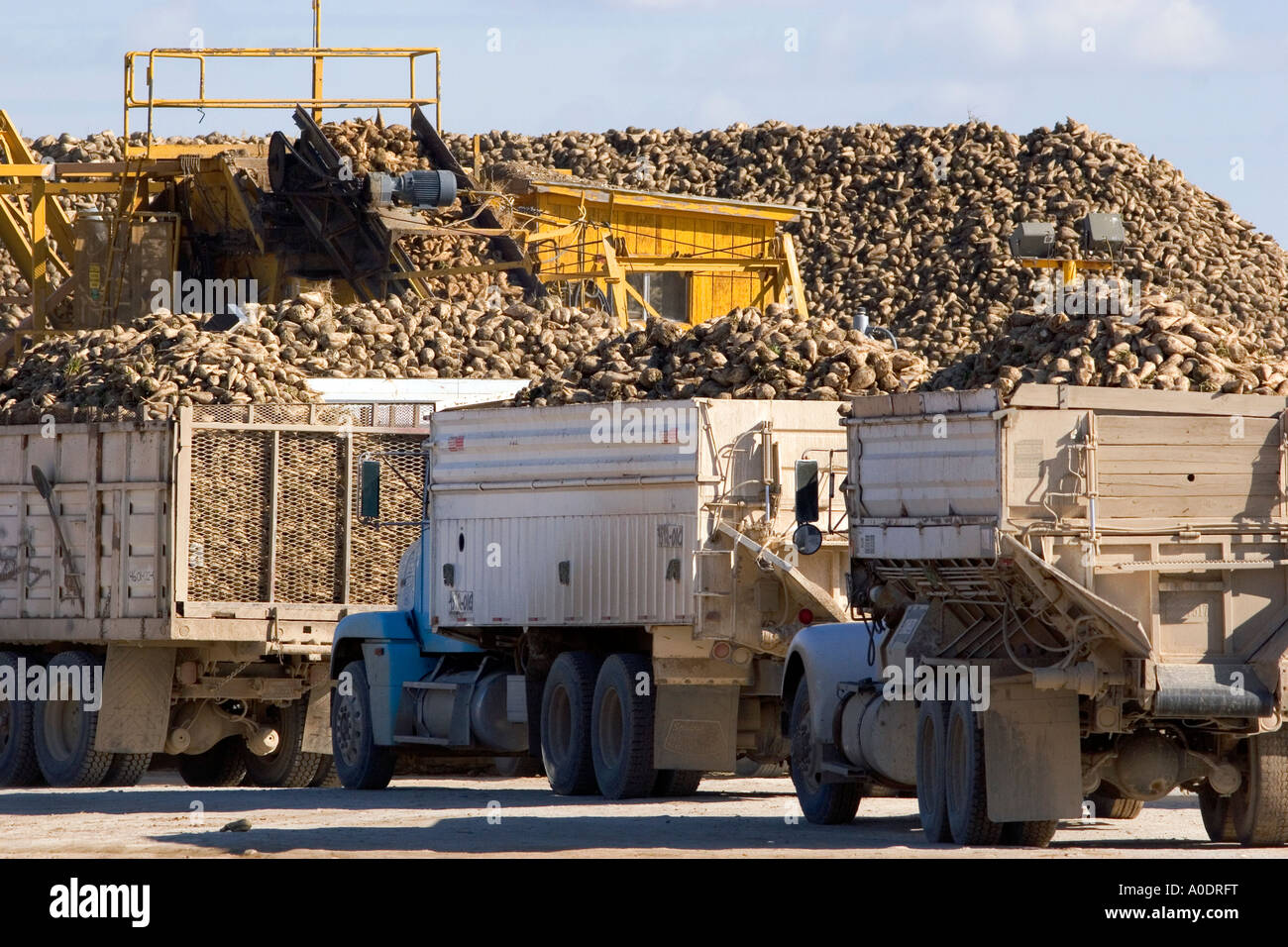 Trucks unload harvested sugar beets into collective piles at Mountain ...