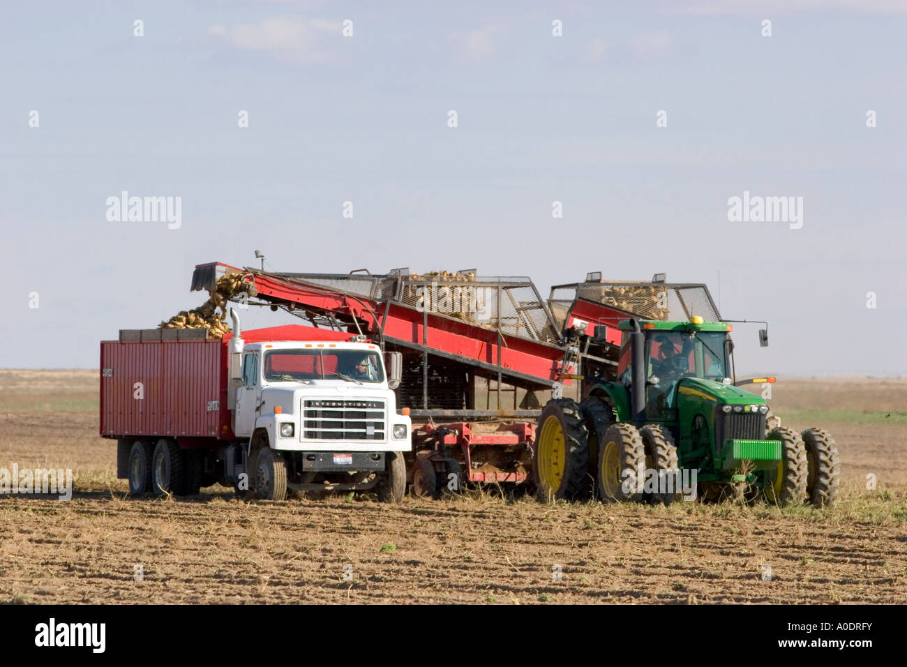 Sugar beet harvest hi-res stock photography and images - Alamy