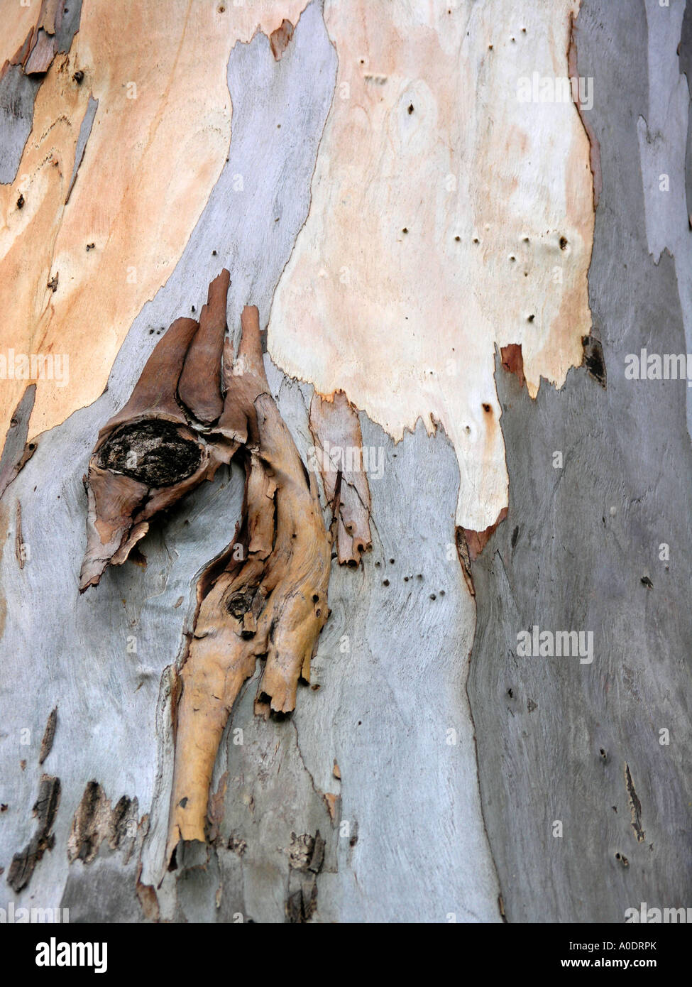 Eucalyptus Tree Bark Stock Photo - Alamy