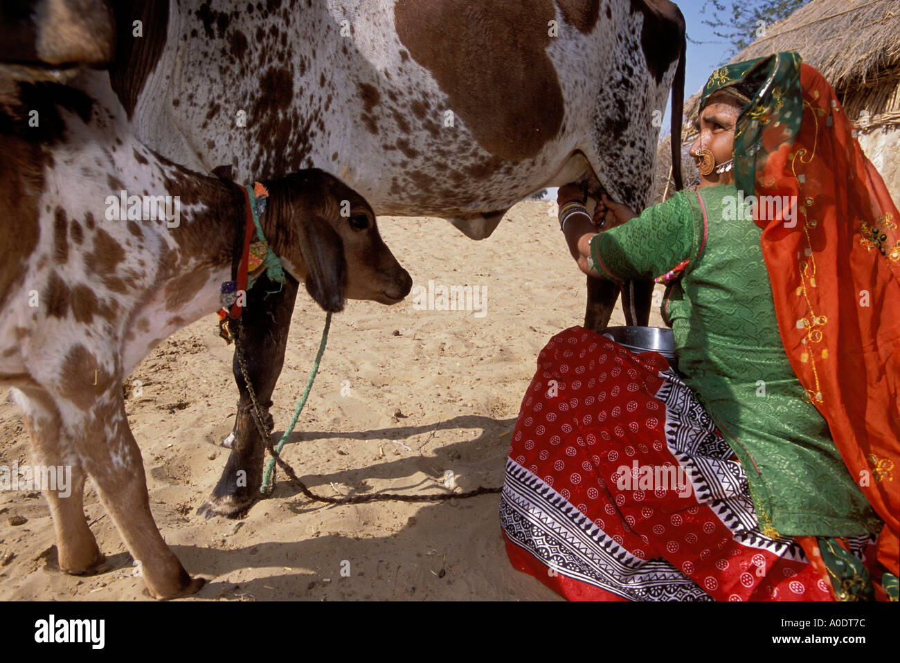 Bishnoi lifestyle Native Indigenous Tribes or the Rajasthan Desert ...