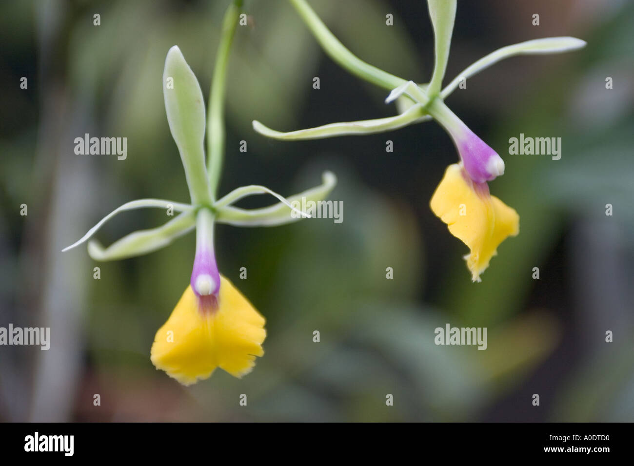 Orchid Epicattleya Rene Marques Flame Thrower Stock Photo - Alamy