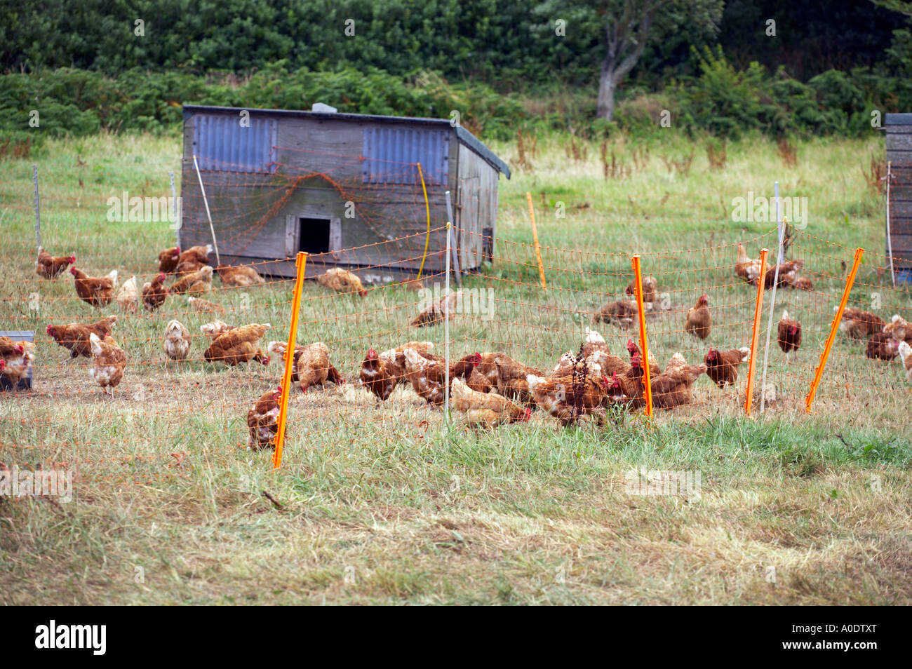Free Range Chickens Stock Photo - Alamy