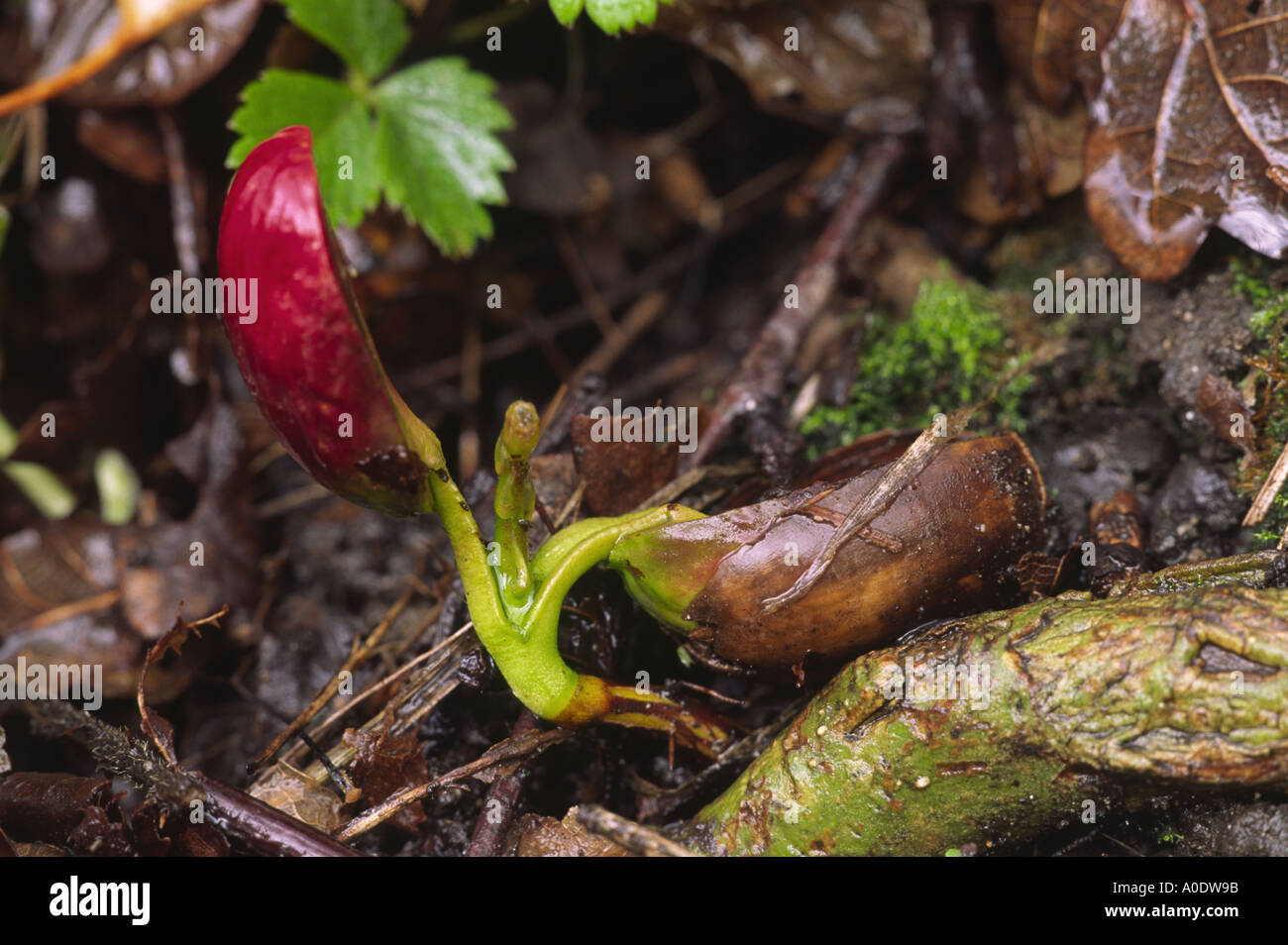 Germinating acorn hi-res stock photography and images - Alamy