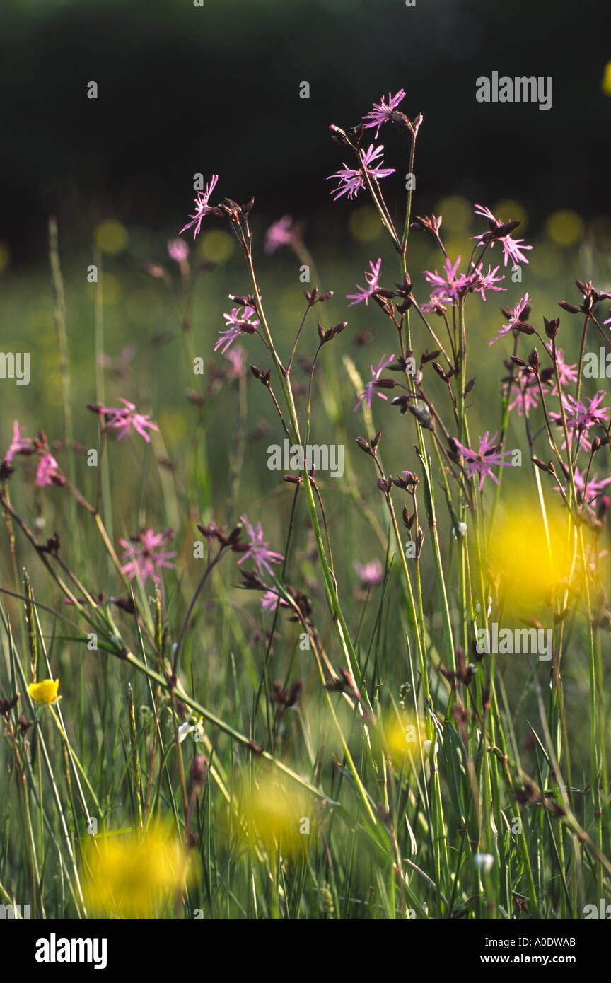 Ragged Robin lychnis flos cuculi in meadow Stock Photo - Alamy