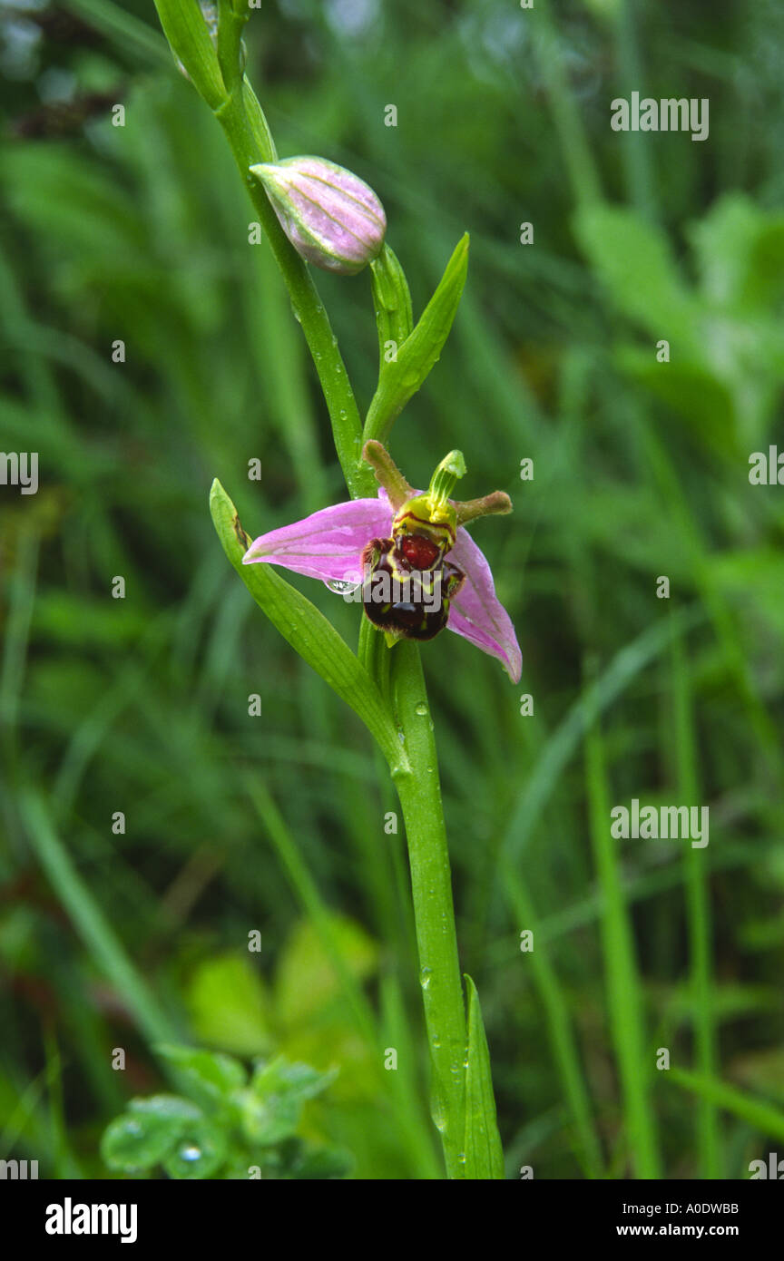 Bee Orchid ophrys apifera Flower Stock Photo - Alamy
