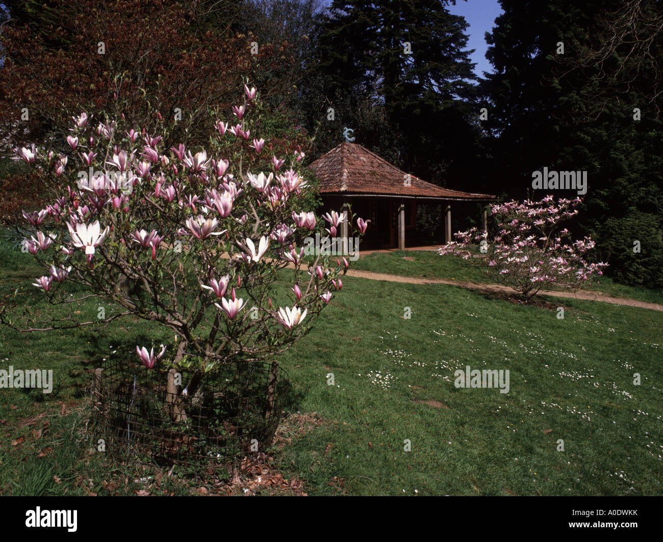 A spring day in the cotswolds at Batsford Park Arboretum, and chinese ...