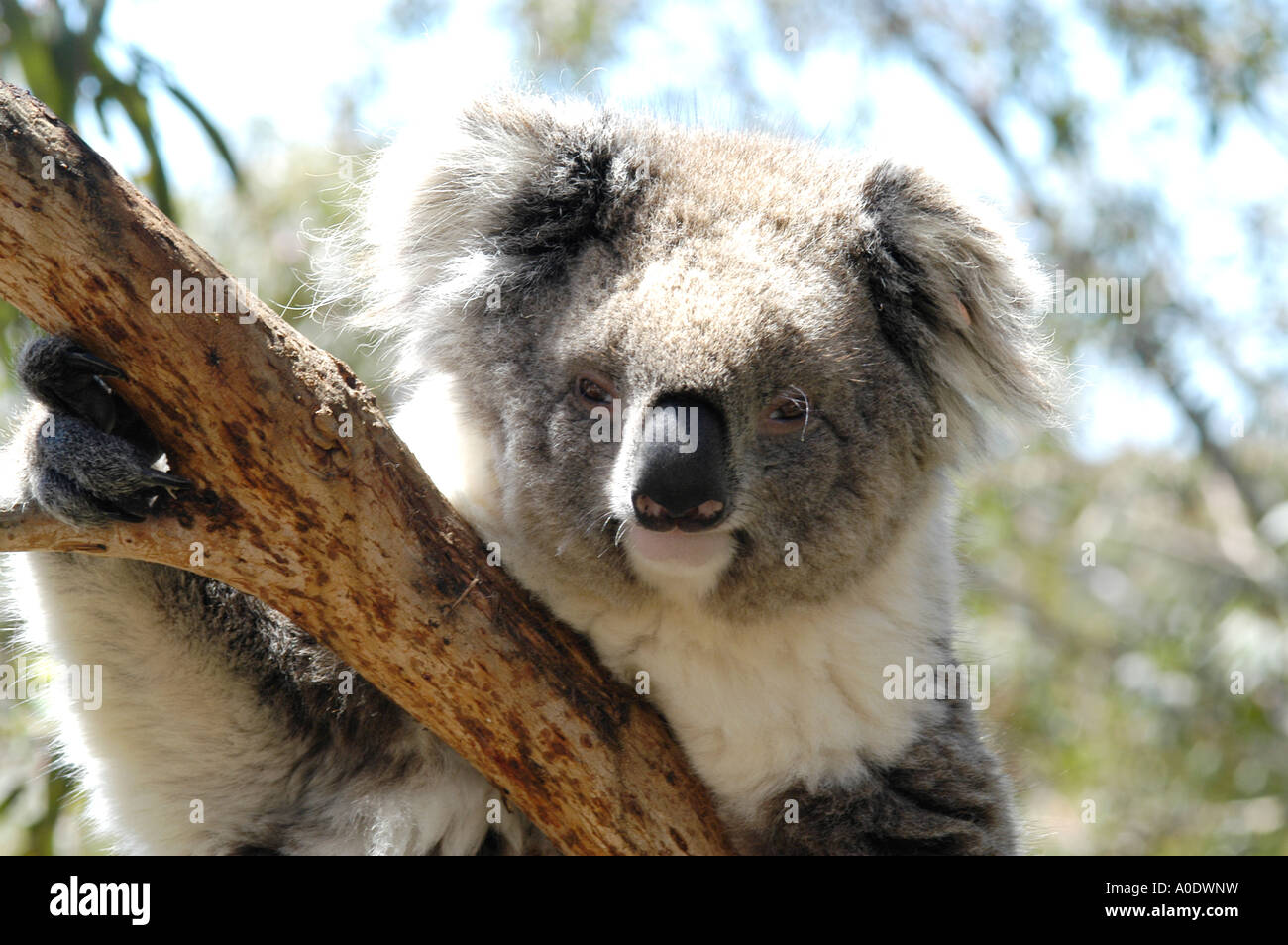 Koala australia tasmania wildlife animal branch marsupial looking look ...