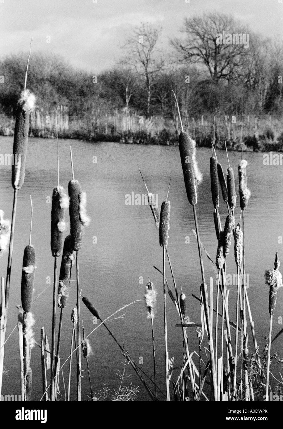 Bulrushes Black and White Stock Photos & Images - Alamy
