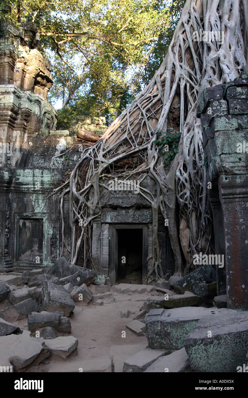 A tree growing over the wall at the Ta Prohm temple part of the Angkor ...