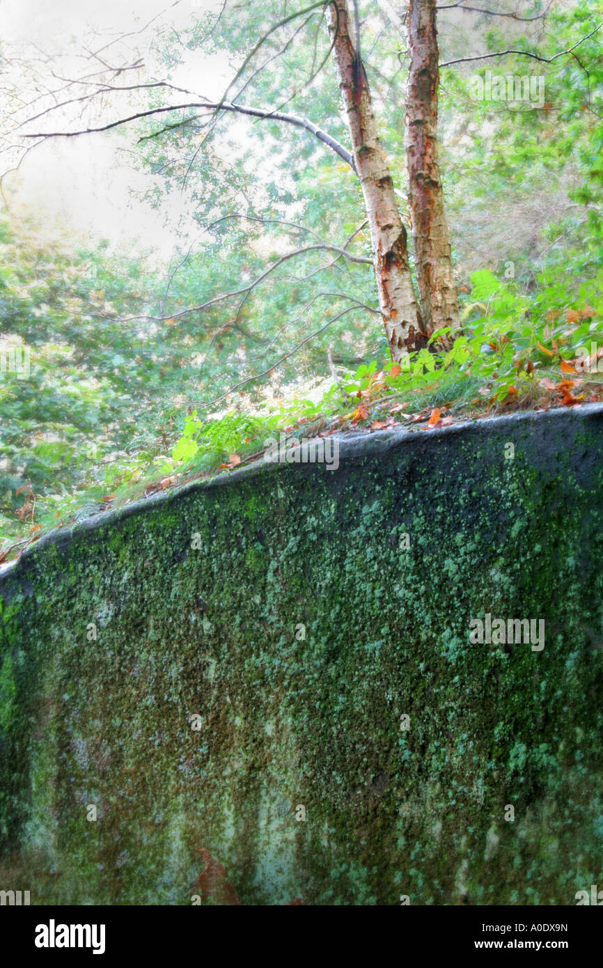 silver berch tree growing out of a grant rock Stock Photo - Alamy