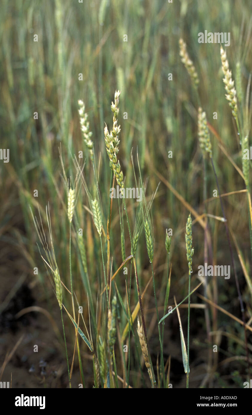 Tiny field of Einkorn an ancient variety of wheat grown in Transylvania ...