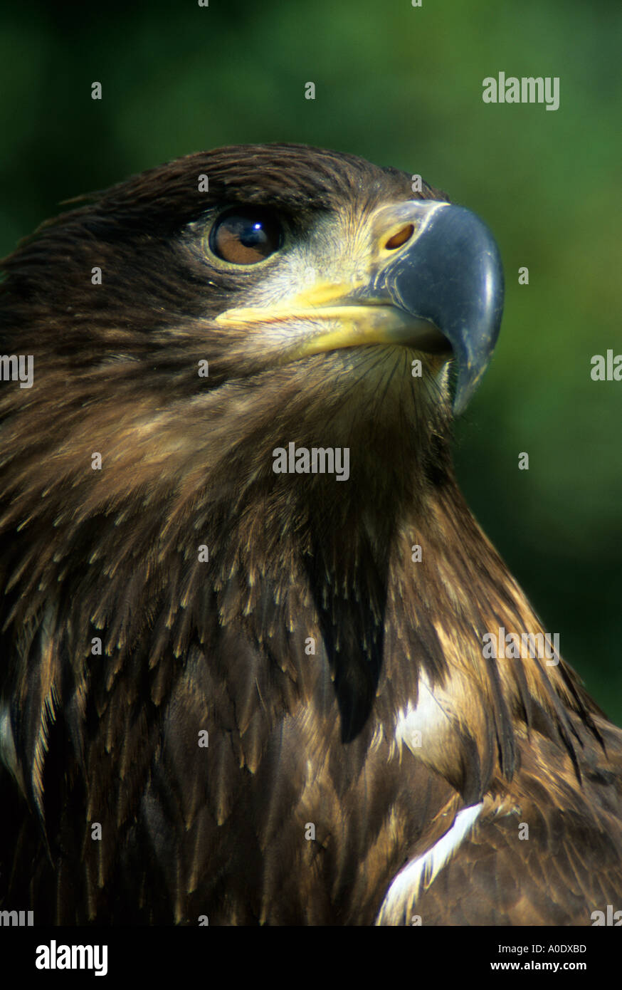 Juvenile bald eagle on hi-res stock photography and images - Alamy