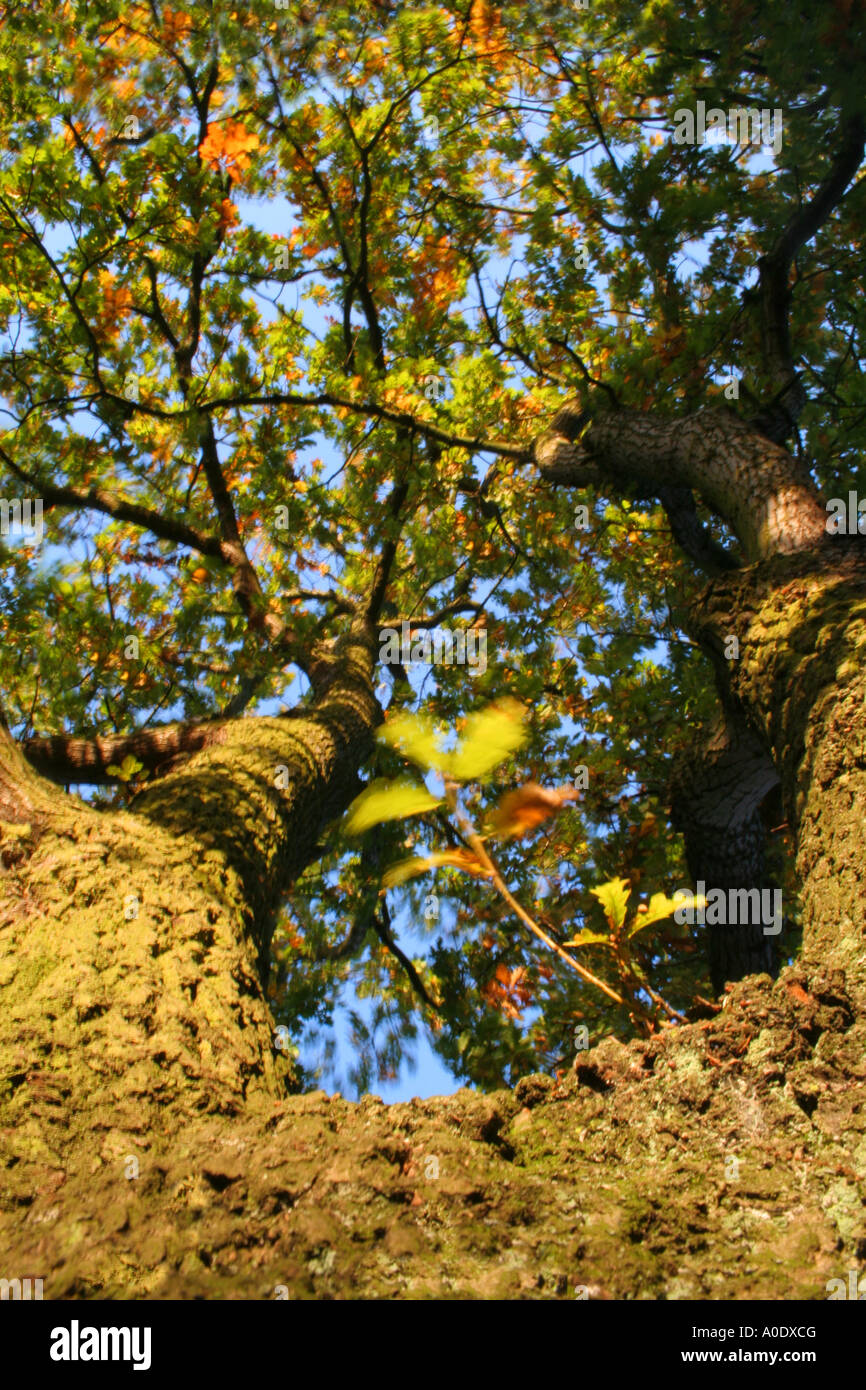 Oak tree from unusual angle in heavy wind Stock Photo - Alamy