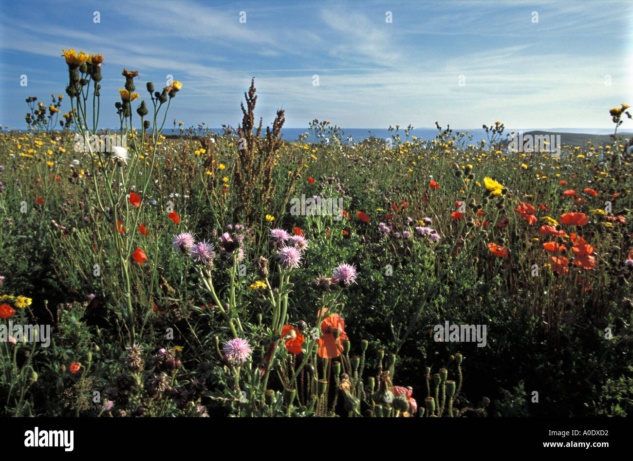 Flowering arable weeds on farmland at West Pentire Farm is managed to ...