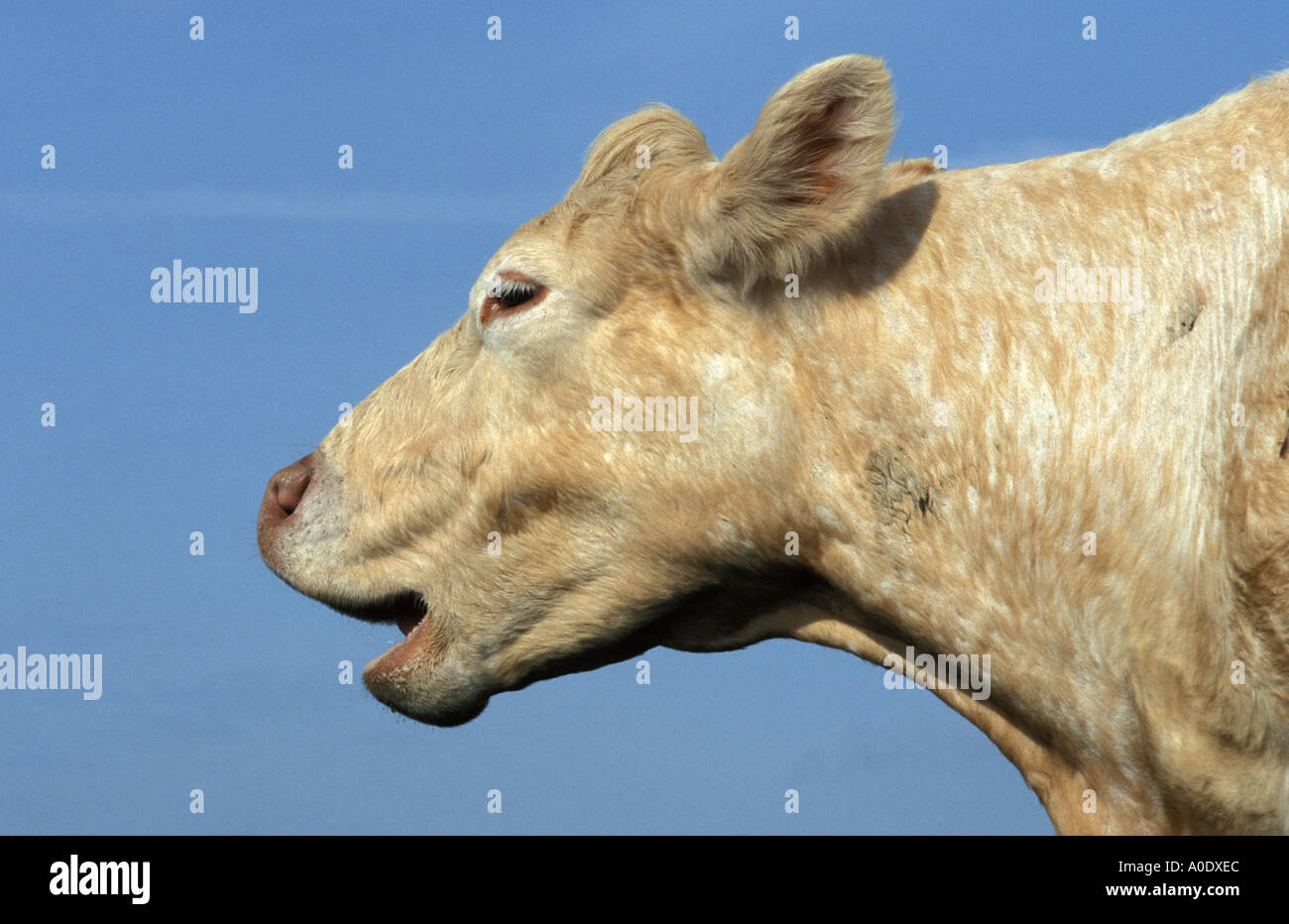 Head shot of Cow Cornwall England Stock Photo - Alamy