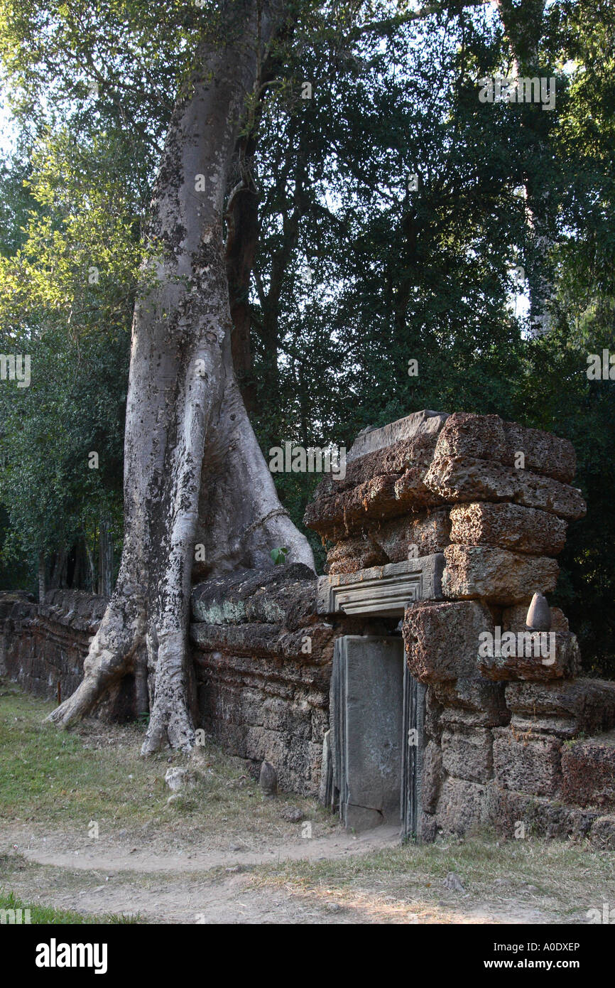 A tree growing over the wall and gateway at the Ta Prohm temple part of ...