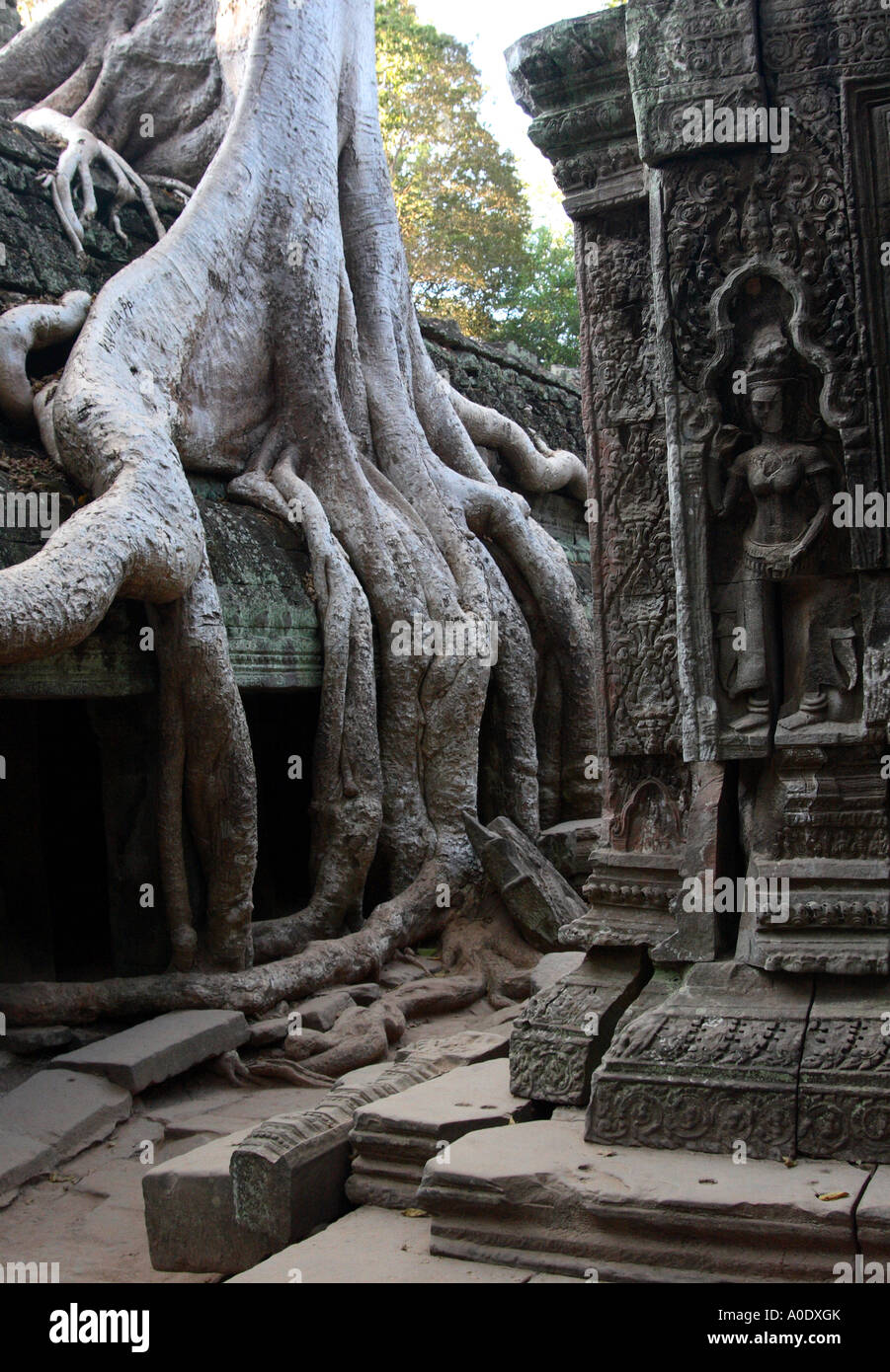 A tree growing over the wall at the Ta Prohm temple part of the Angkor ...