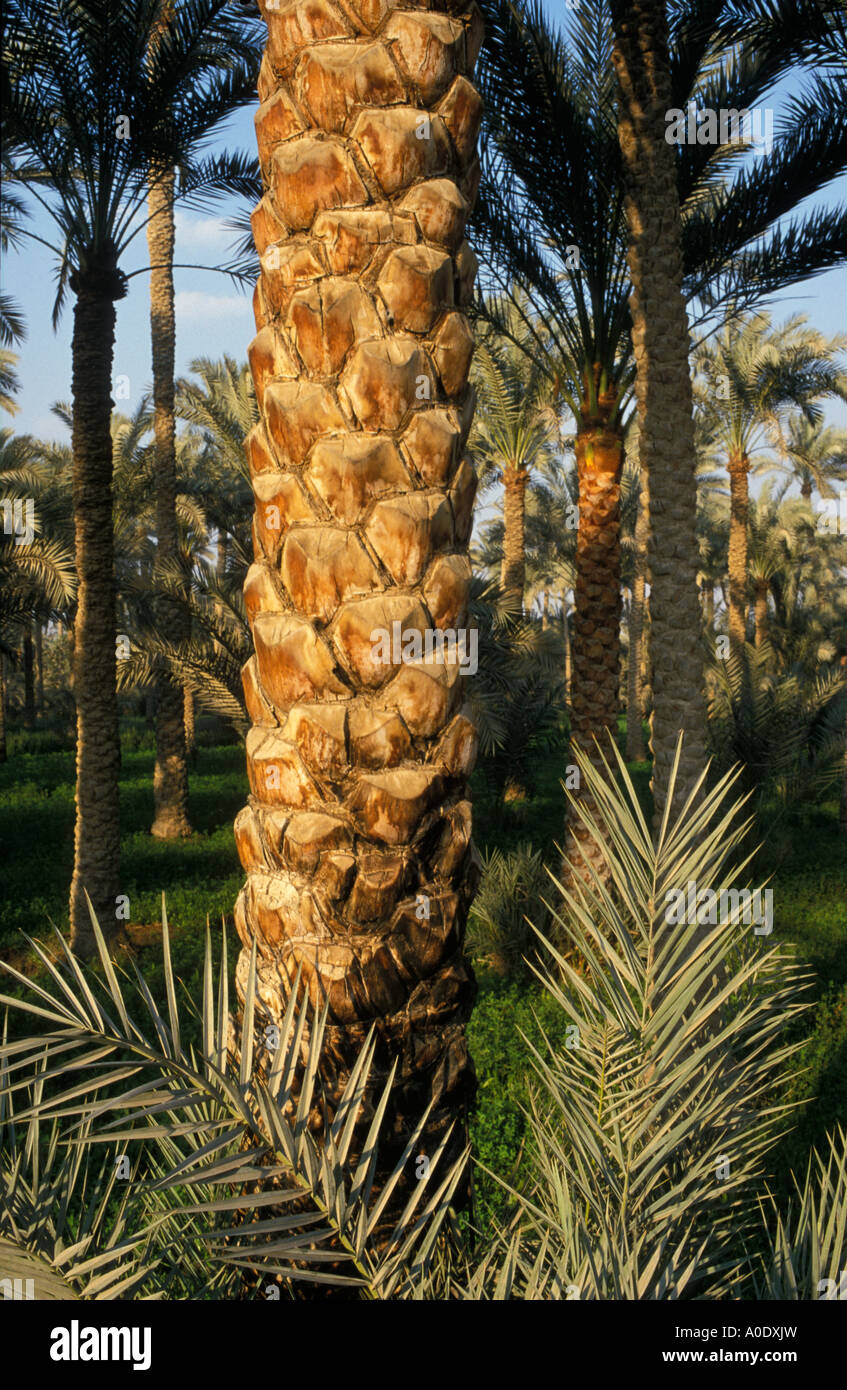 Detail of Date Palm Nile Delta Egypt Stock Photo - Alamy