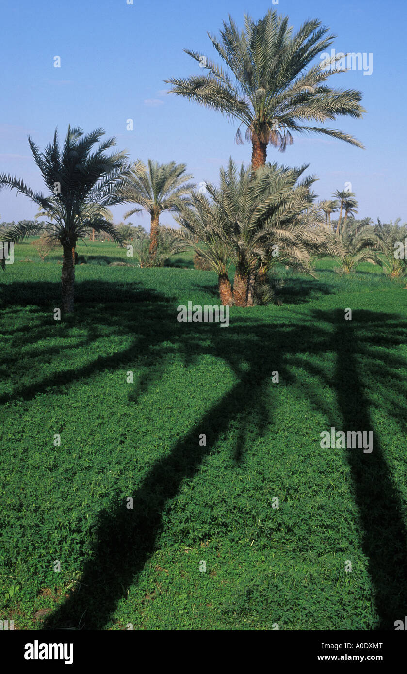 Fayoum food hi-res stock photography and images - Alamy