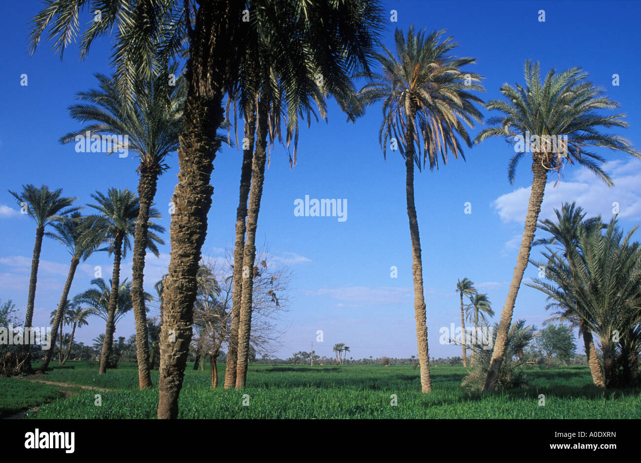 Fayoum food hi-res stock photography and images - Alamy