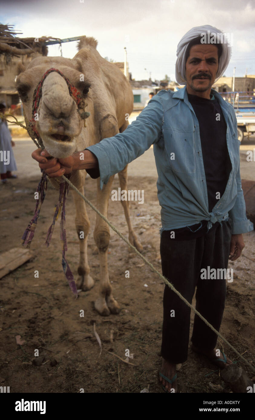 Trader Camel Siwa Oasis Village Egypt Stock Photo - Alamy