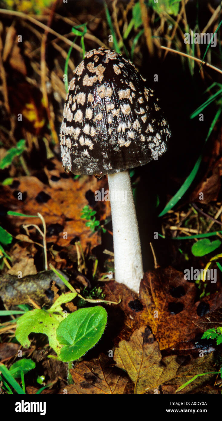 Magpie ink cap Coprinus picaceus fungus Stock Photo - Alamy