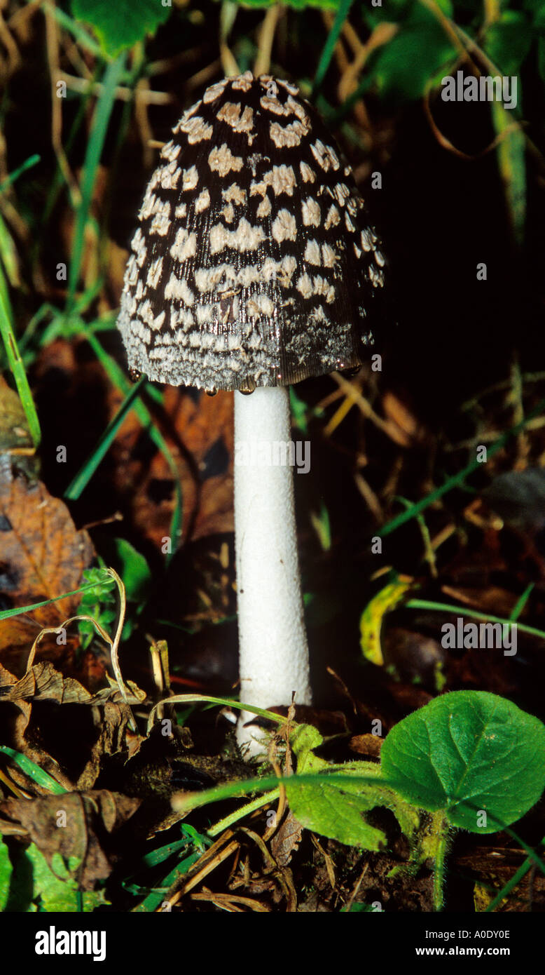 Magpie ink cap Coprinus picaceus fungus Stock Photo - Alamy
