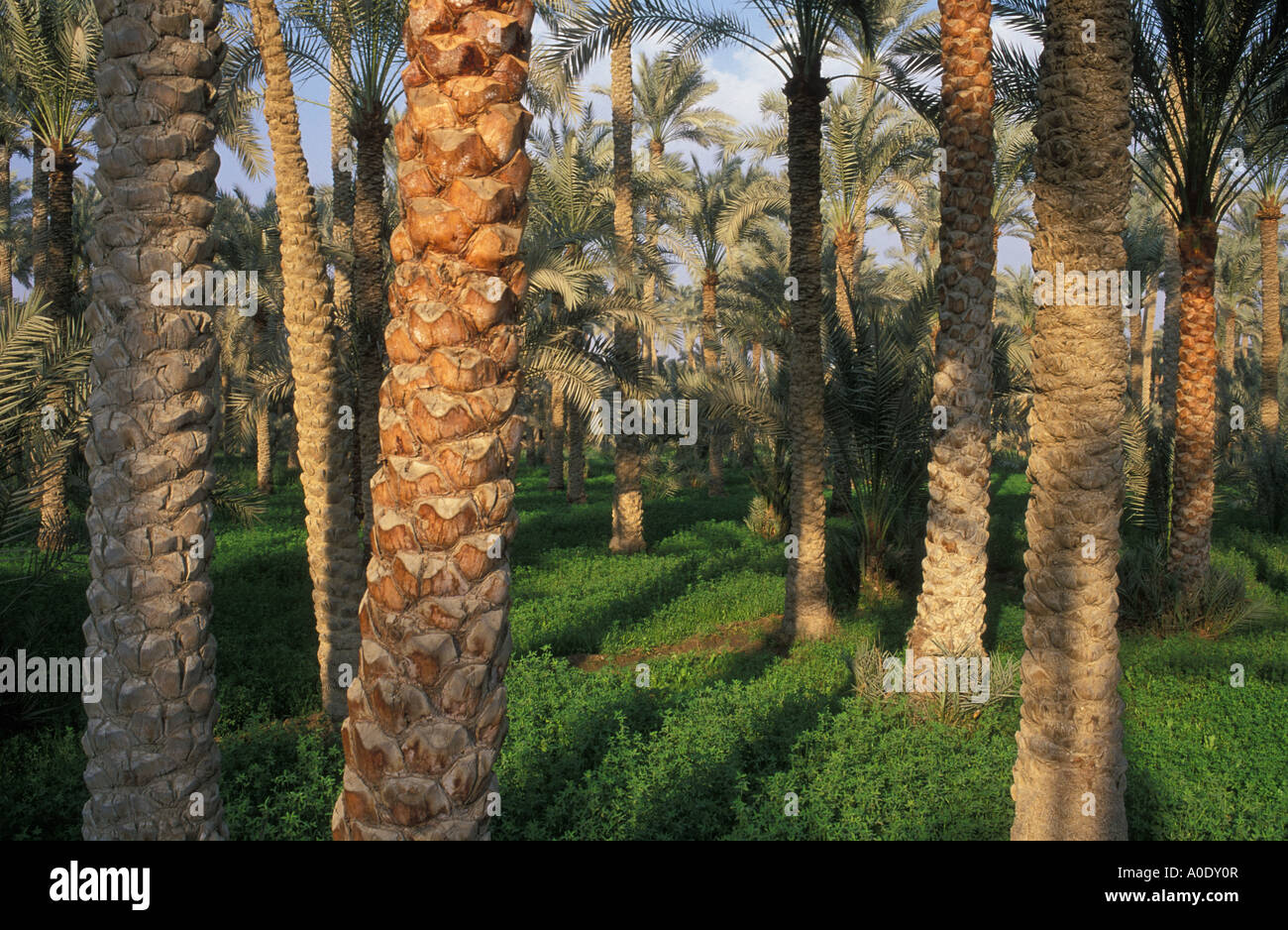 Fig Plantation Nile Delta Egypt Stock Photo - Alamy