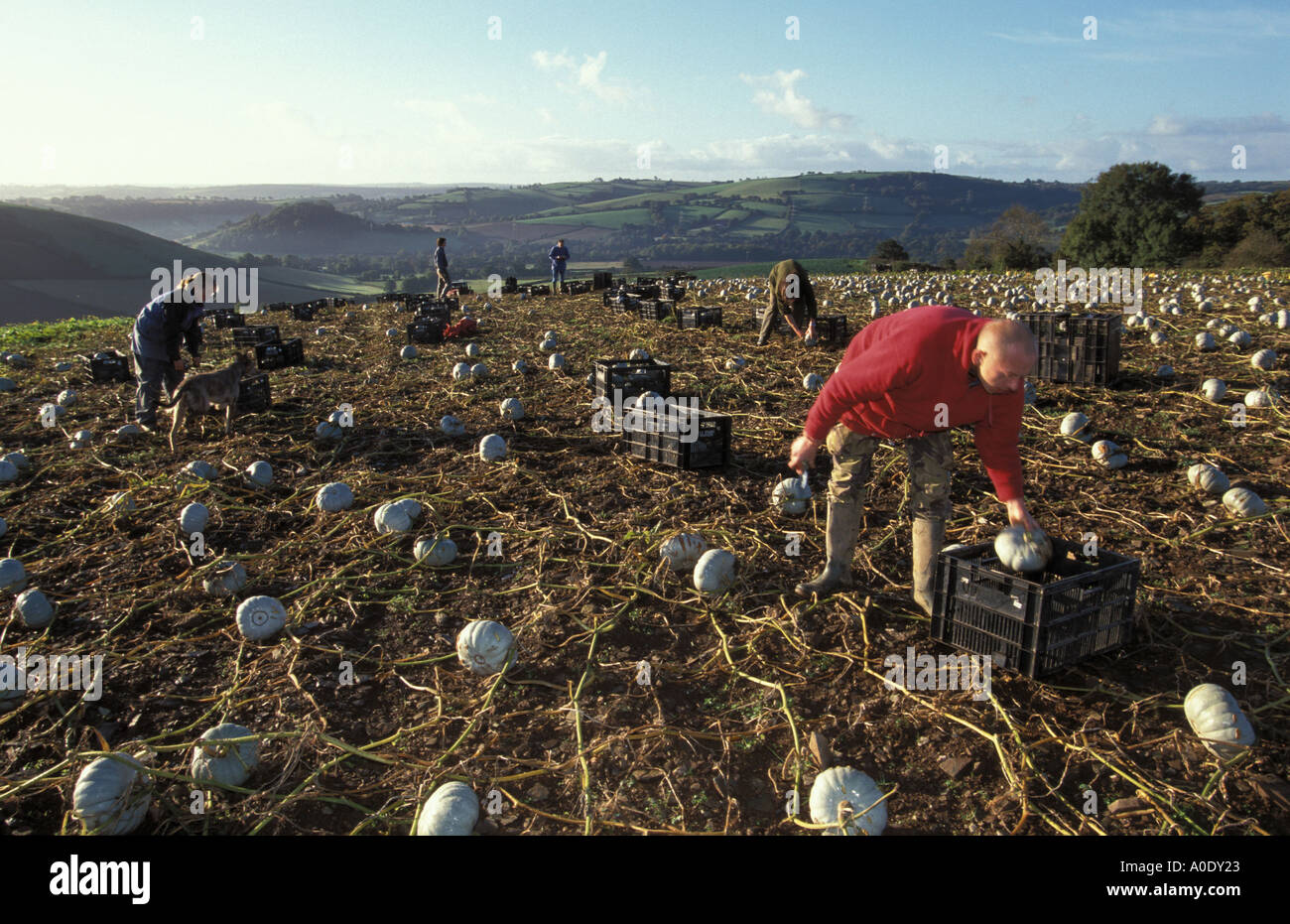 Riverford farm hi-res stock photography and images - Alamy