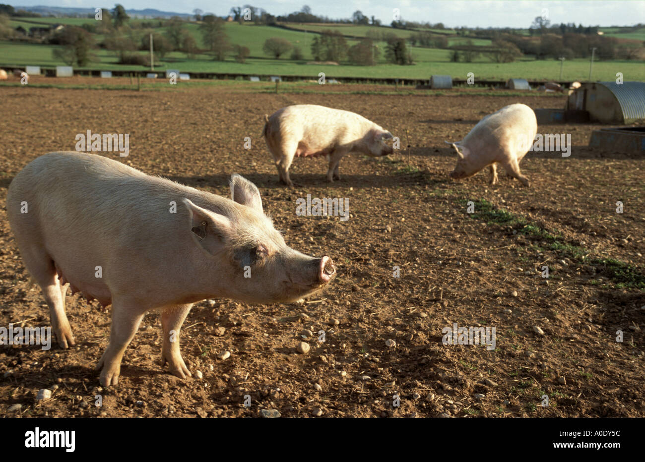 Pigs In Field High Resolution Stock Photography and Images - Alamy