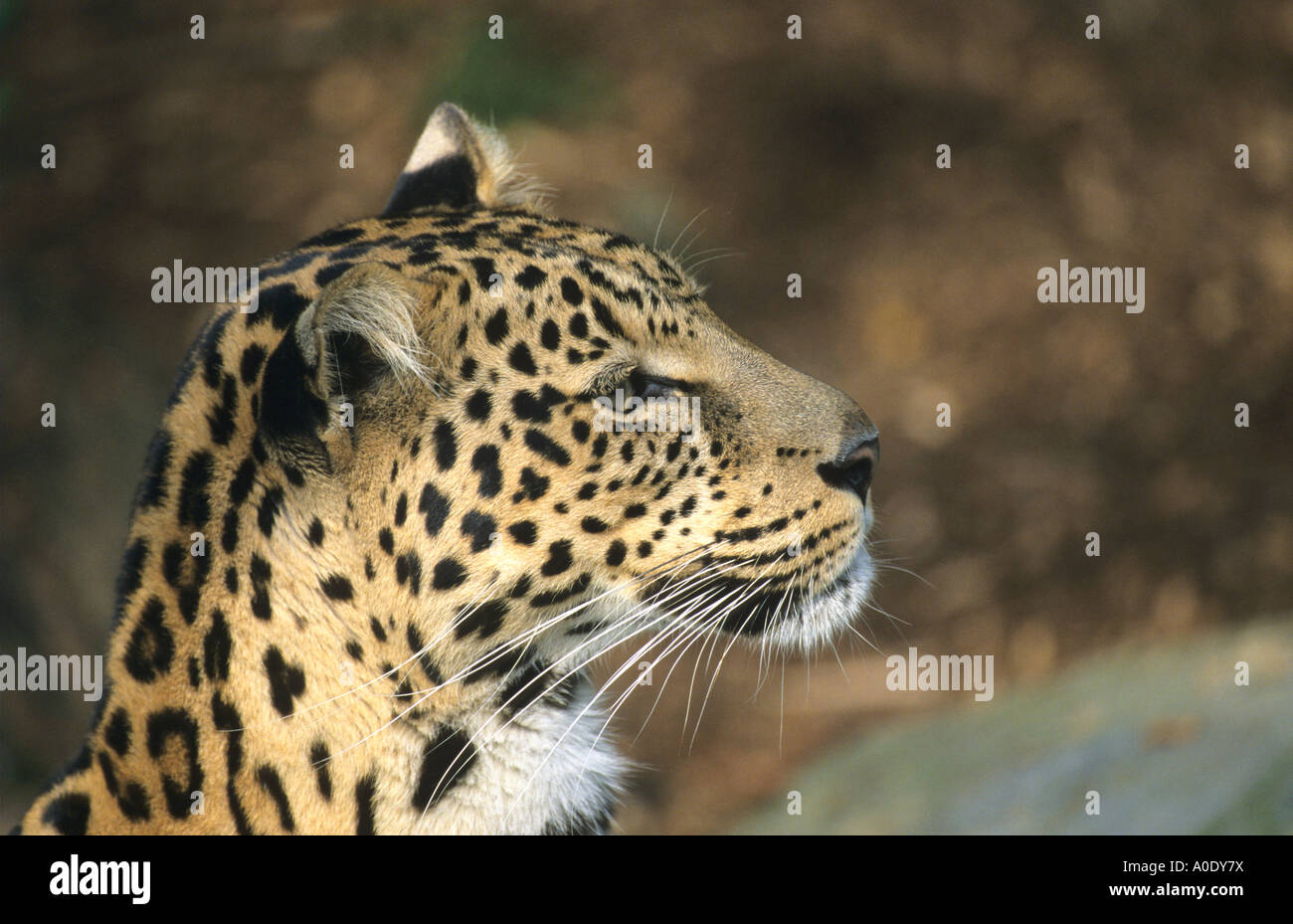 Leopard looking upwards hi-res stock photography and images - Alamy