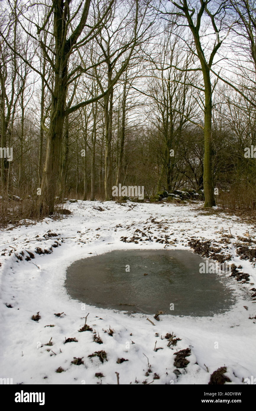 WOODLAND SNOW SCENE Stock Photo - Alamy