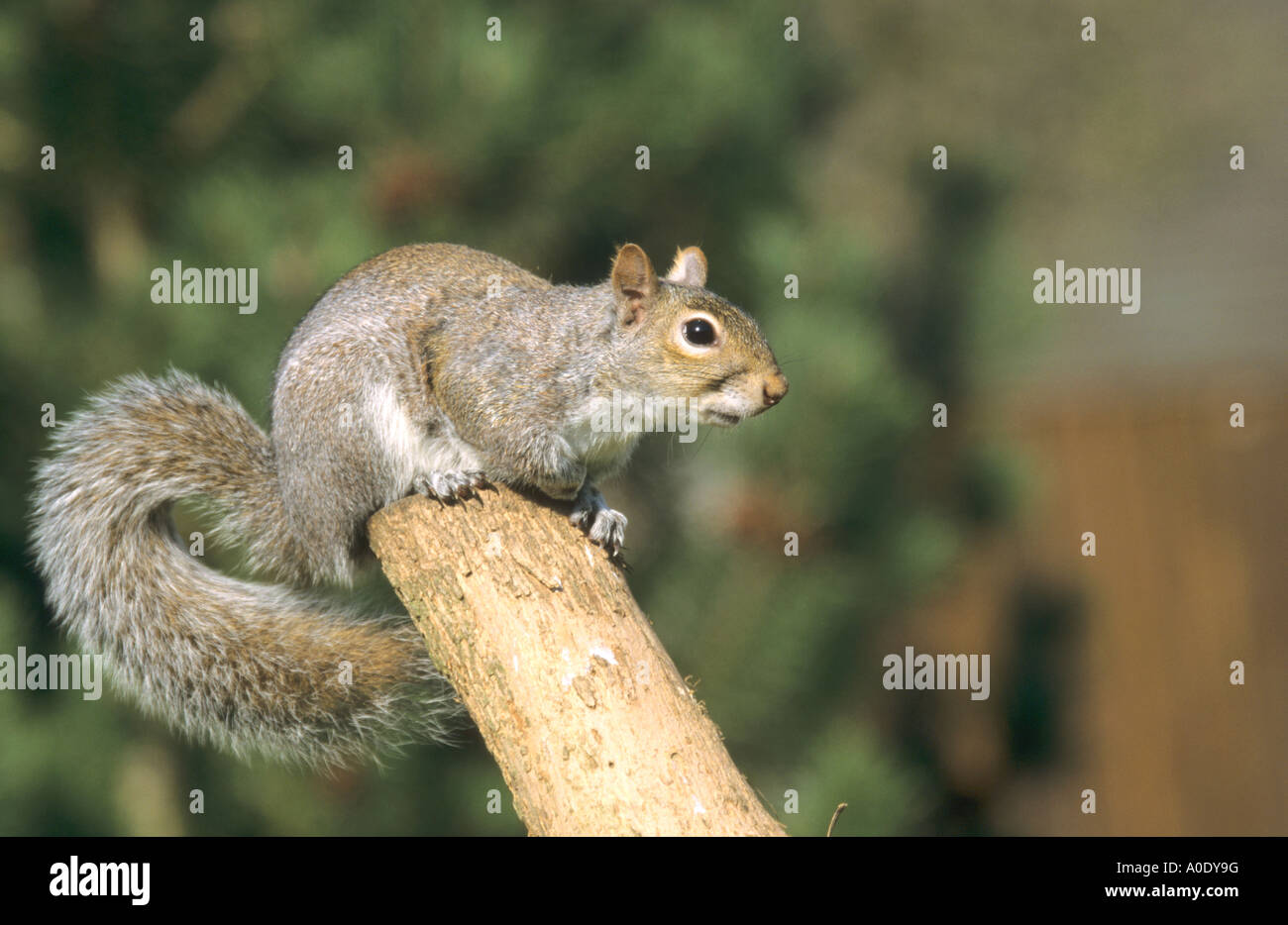 Dead grey squirrel sciurus carolinensis hi-res stock photography and ...