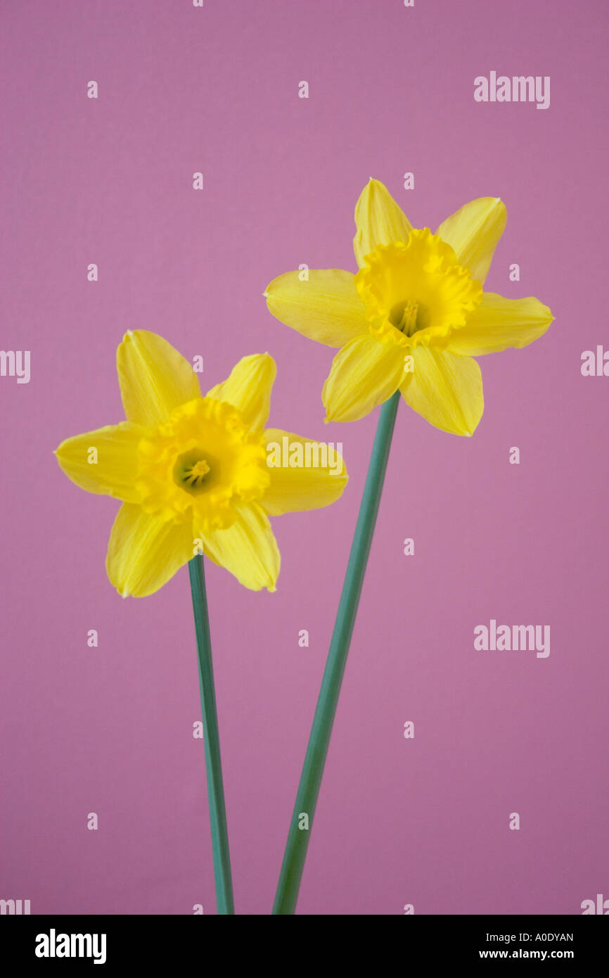 Two daffodils hi-res stock photography and images - Alamy