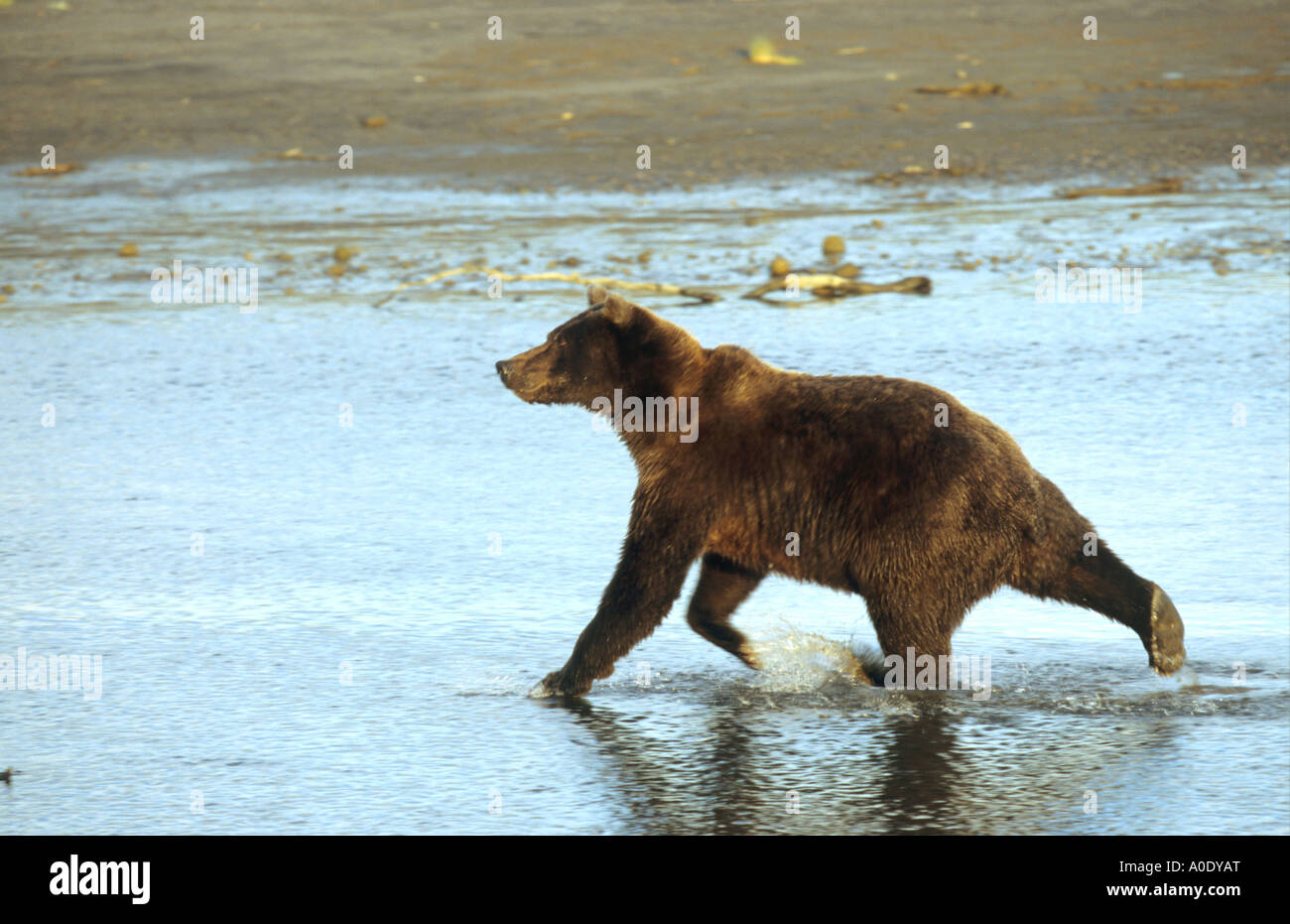 Brown Bear Grizzly Ursus arctos running through the surf at Hallo Bay ...