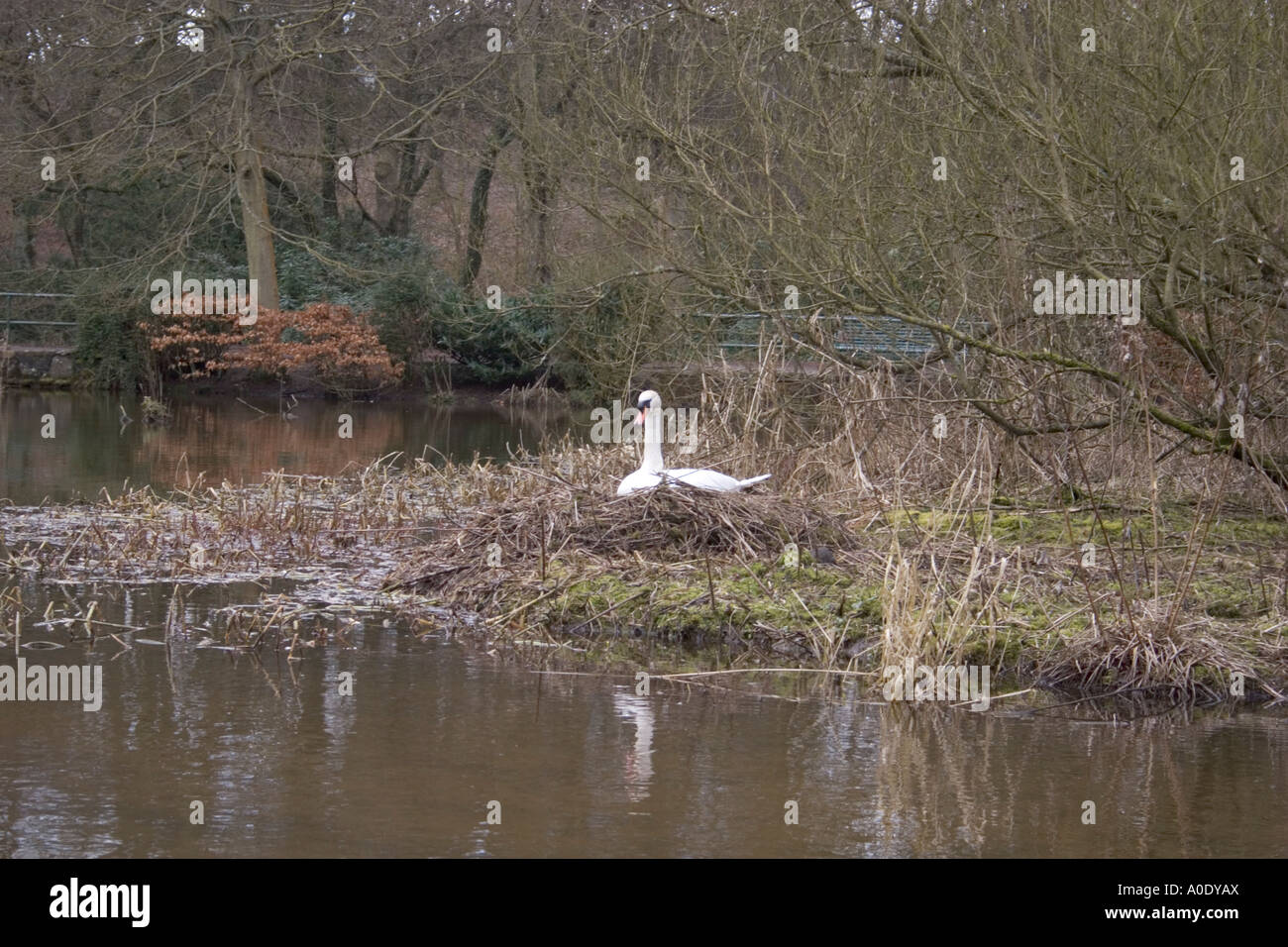 SWAN SITTING ON ITS NEST OF REEDS AND GRASSES ON EMBANKMENT WITH TREES ...