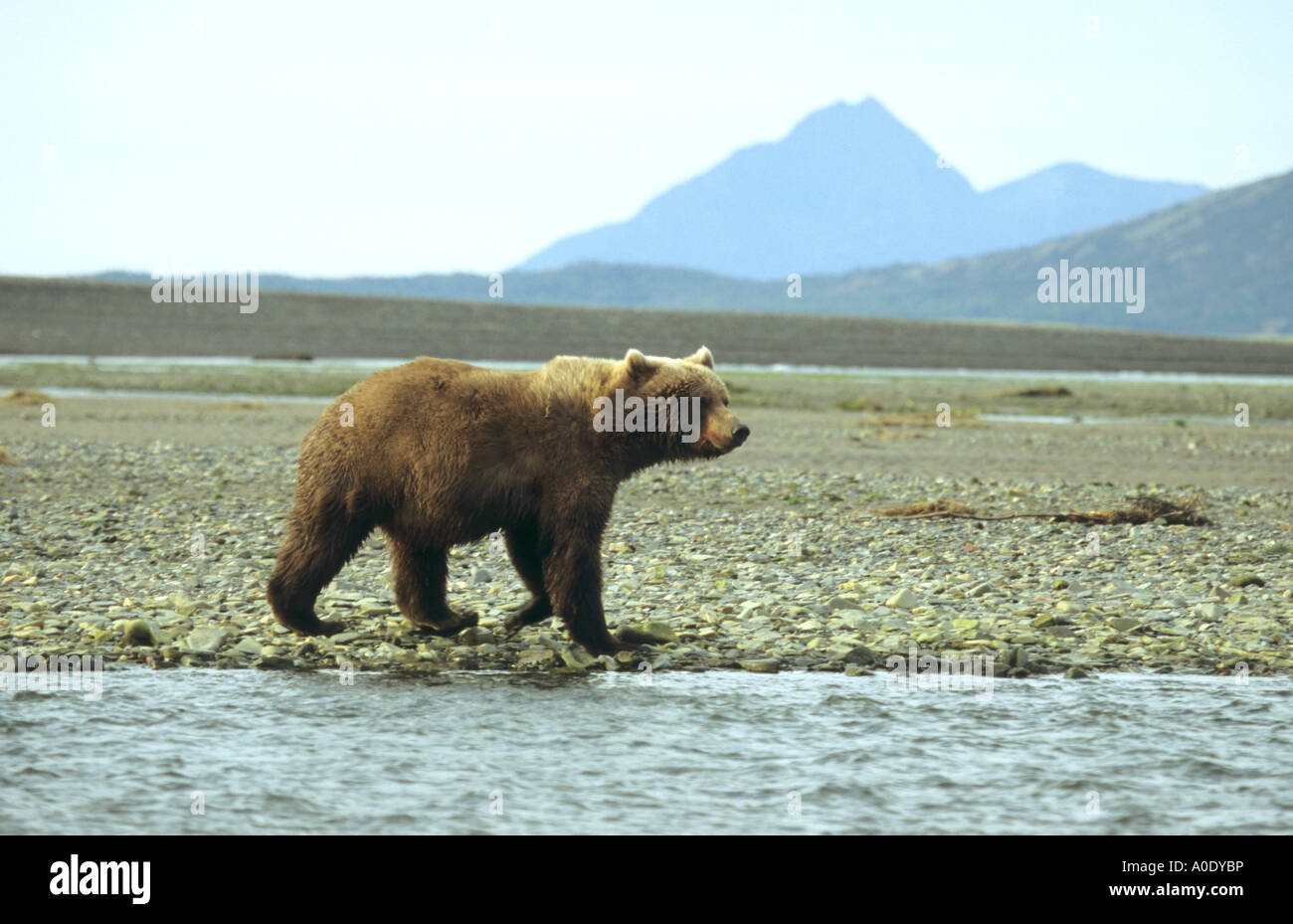 Brown Bear Grizzly Ursus arctos walking along a beach at Halloa Bay ...
