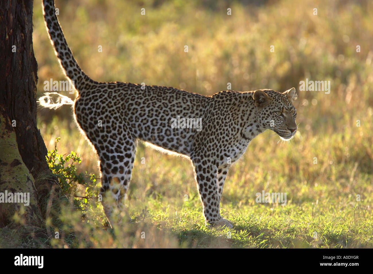 African Leopard Panthera pardus scent marking a tree on the Serengeti ...