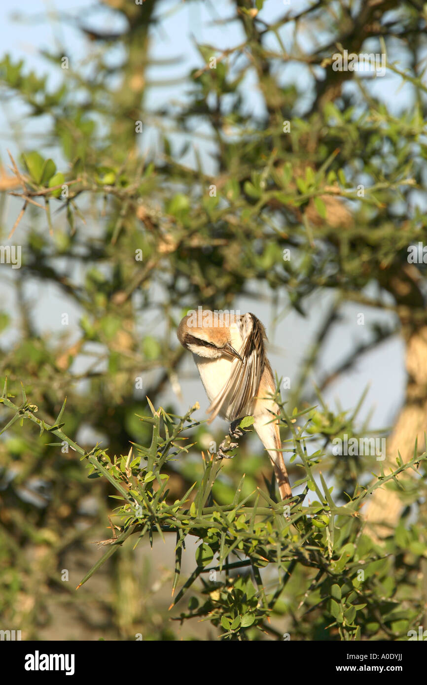 Red-Tailed Shrike Isabelline Shrike Lanius isabellinus preening its ...