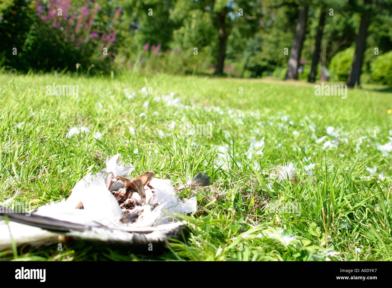 Mauled body of dead seagull attacked by predator Stock Photo - Alamy