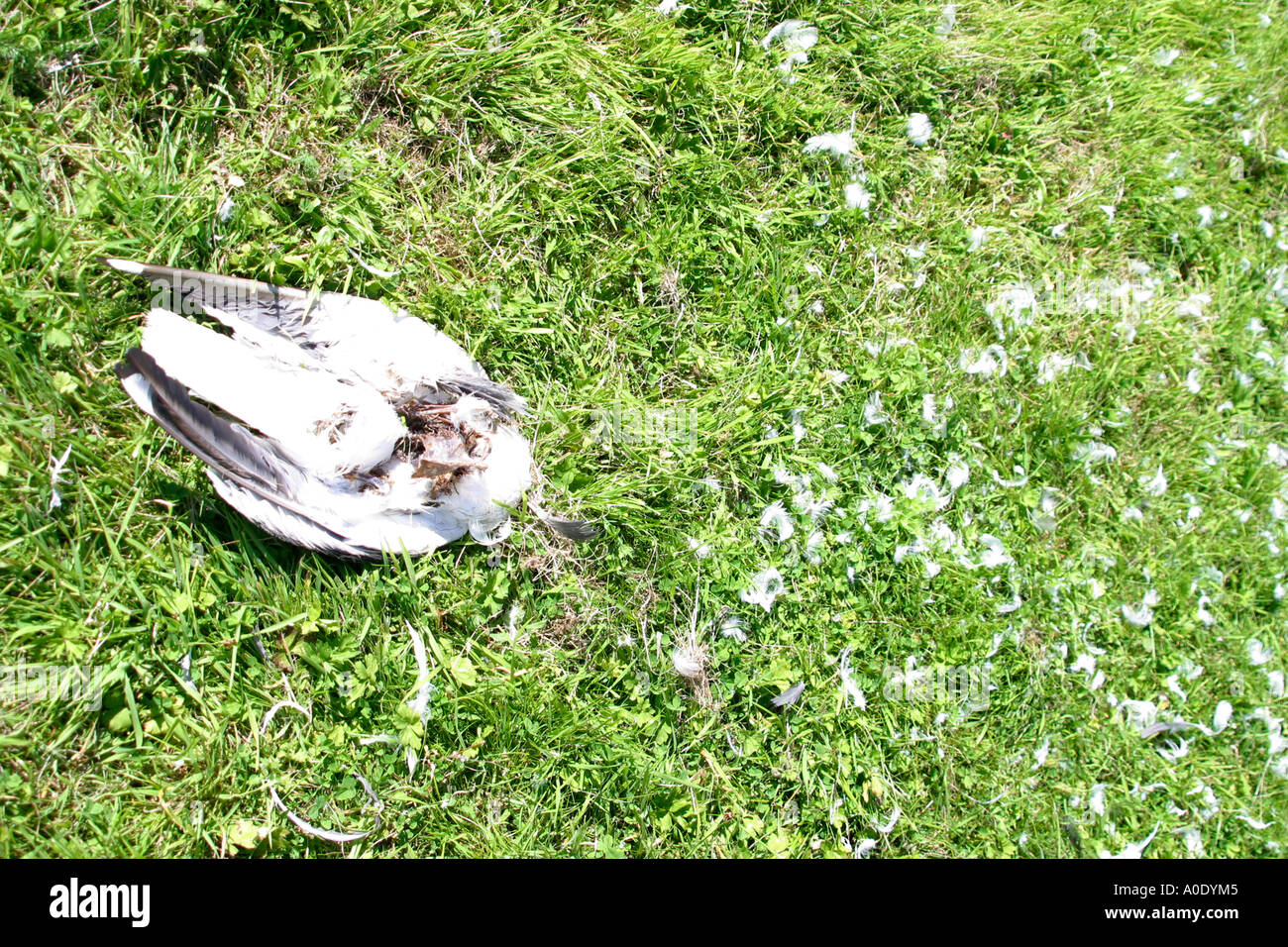 Dead carcass seagull sea hi-res stock photography and images - Alamy