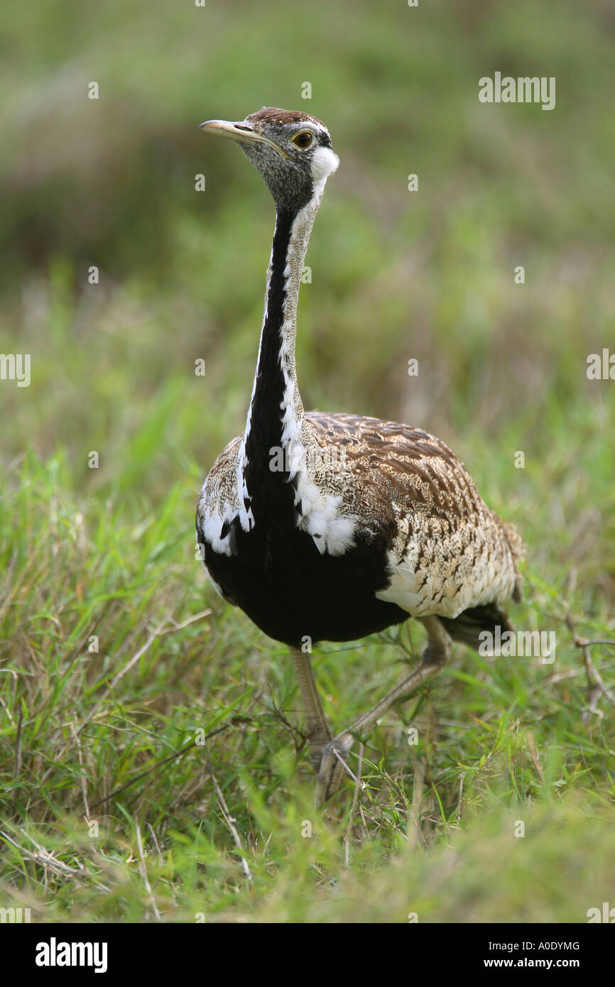 Black Bellied Bustard Eupodotis melanogaster walking through grass on ...