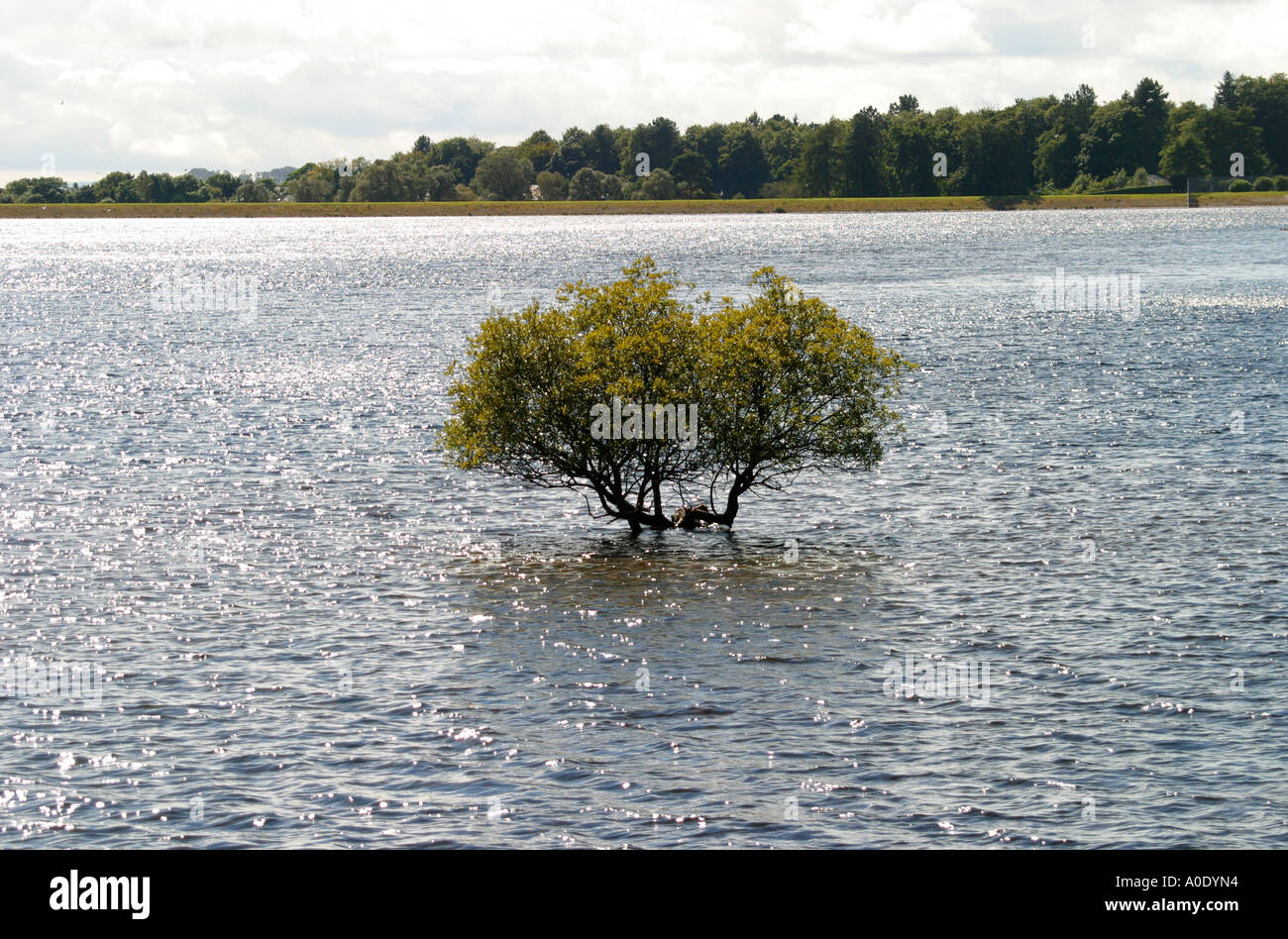 Lone tree growing in middle of flooded reservoir Stock Photo - Alamy