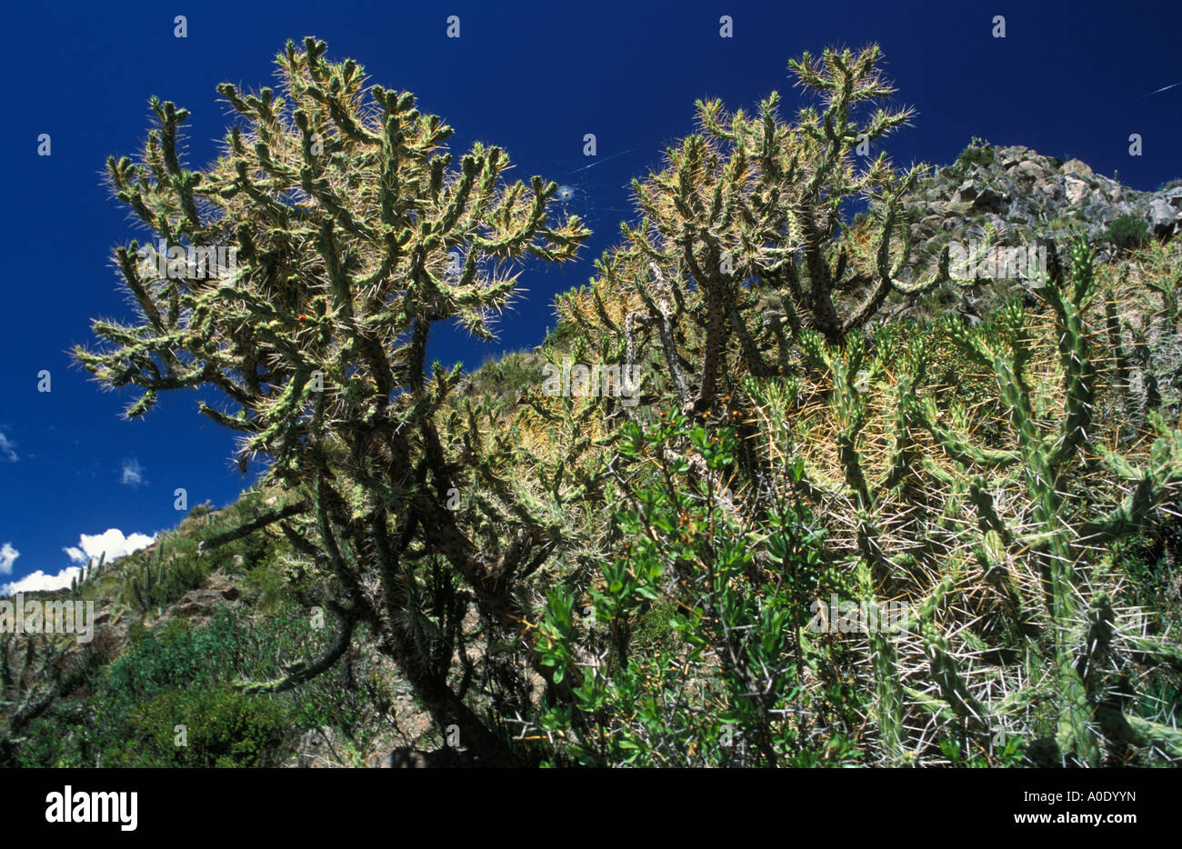 Cactus Chivay Colca Canyon Peru Stock Photo - Alamy