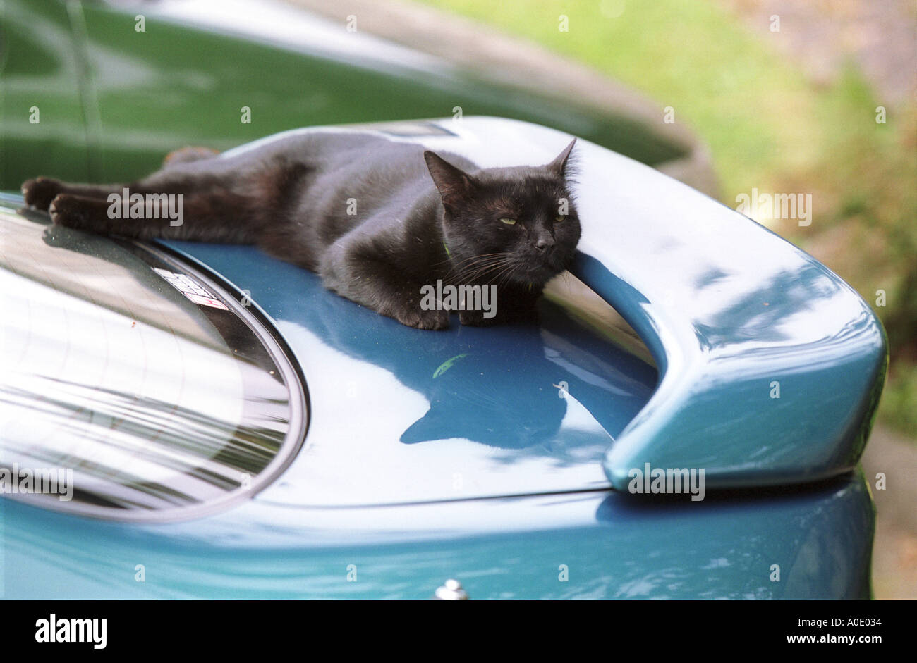 Cat lying on green car hi-res stock photography and images - Alamy